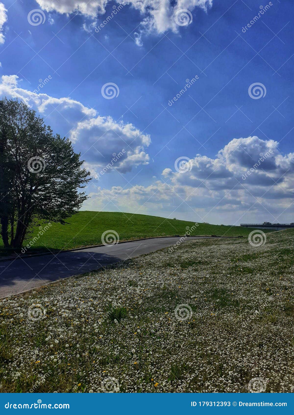 A tree in the way. stock image. Image of field, grass - 179312393