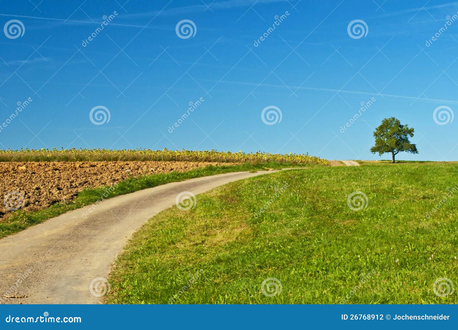 Tree with way stock photo. Image of idyll, country, green - 26768912