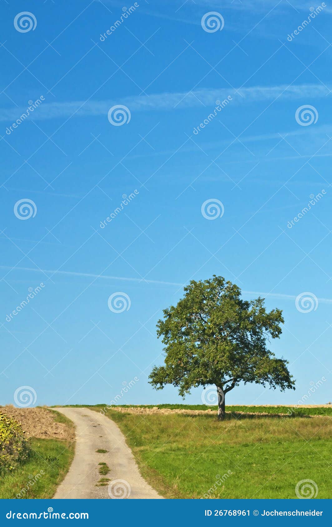 Tree with way stock image. Image of peaceful, green, autumn - 26768961