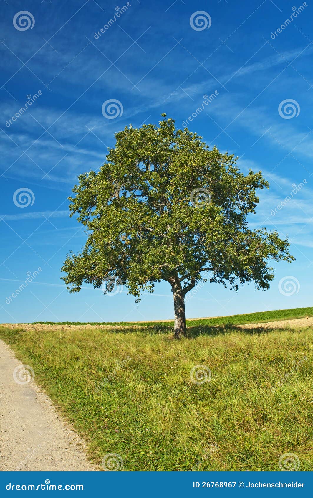 Tree with way stock image. Image of protection, landscape - 26768967