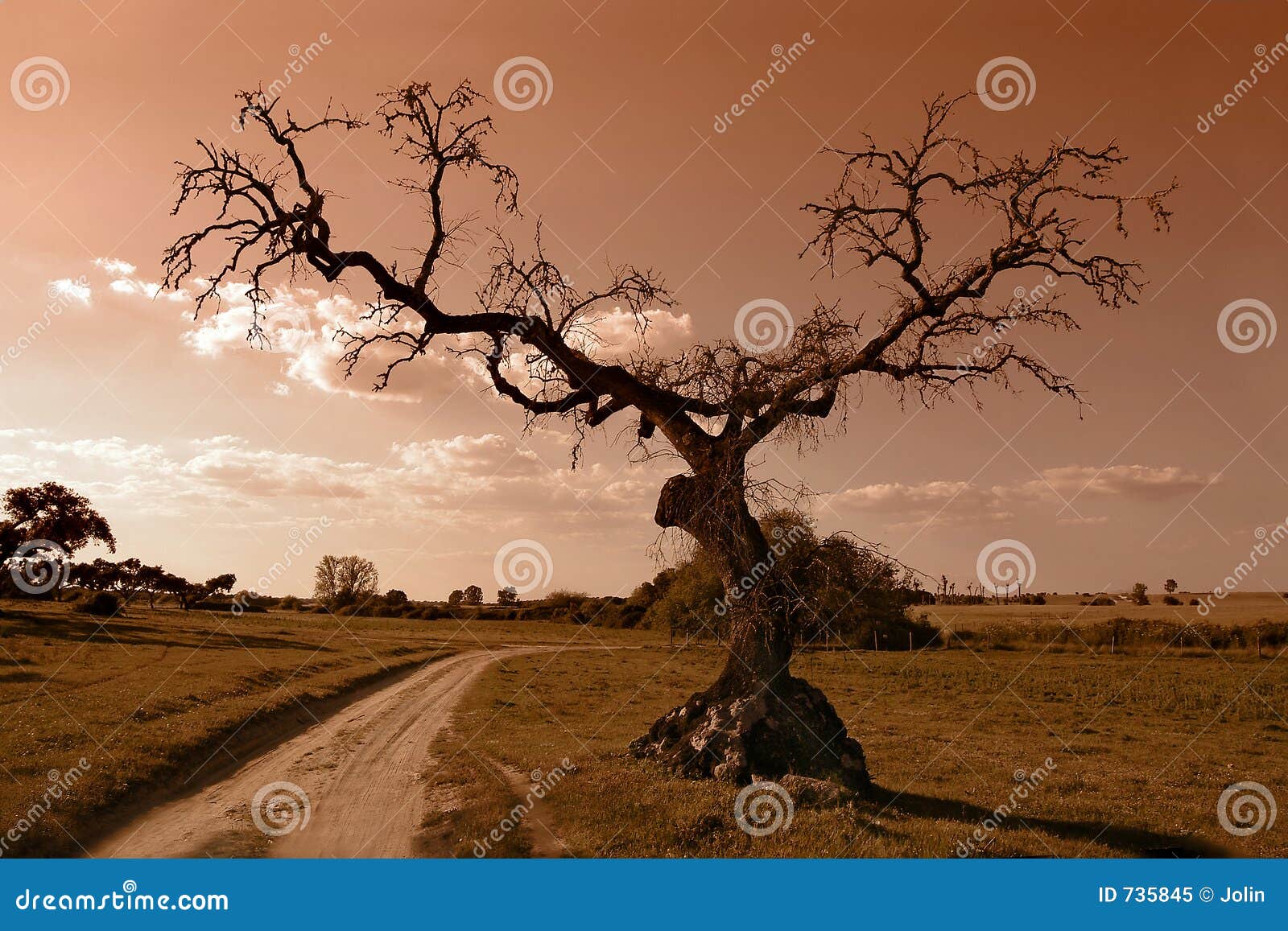 Tree in the way stock image. Image of environment, farmer - 735845