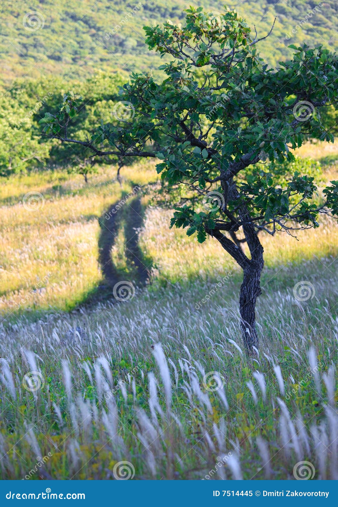 Tree on the way stock image. Image of color, nature, summer - 7514445