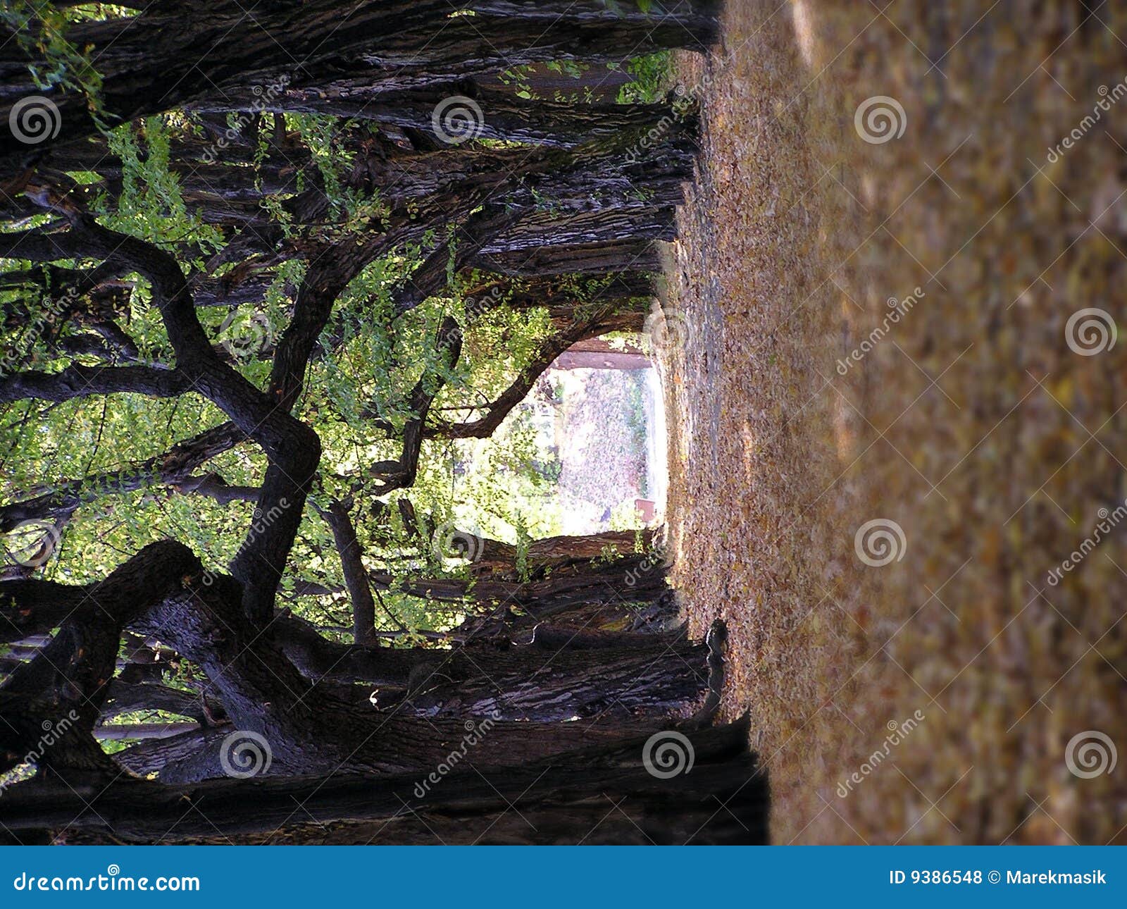Tree way stock photo. Image of outdoors, maple, october - 9386548