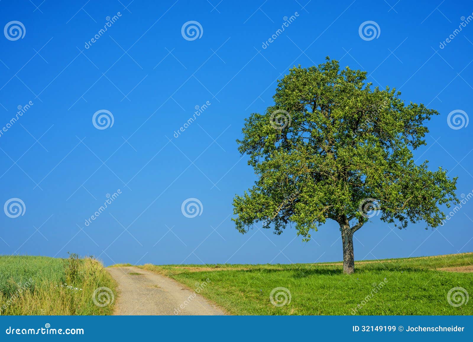 Tree on a way stock image. Image of clear, land, small - 32149199