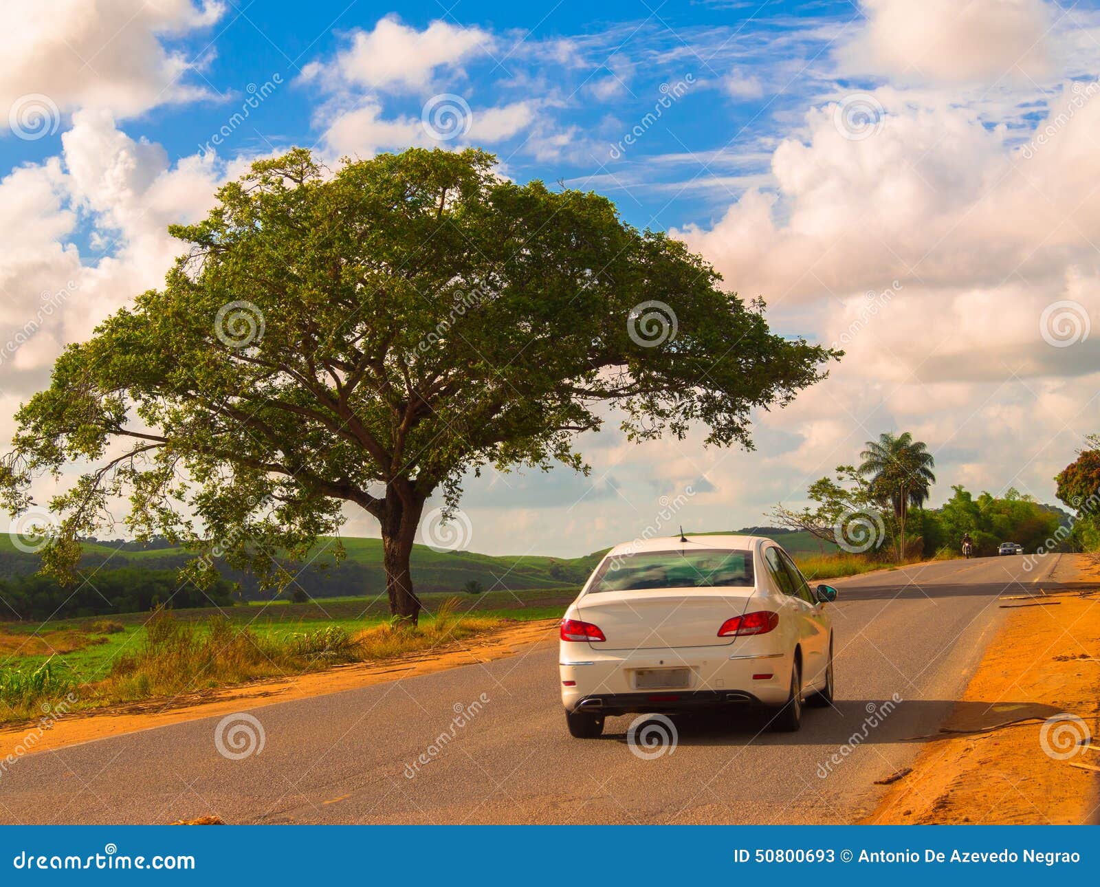 Tree and way stock image. Image of seasonal, leaves, trunk - 50800693