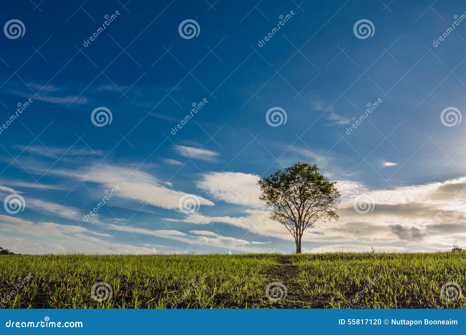Tree way to sky stock photo. Image of solitude, environment - 55817120