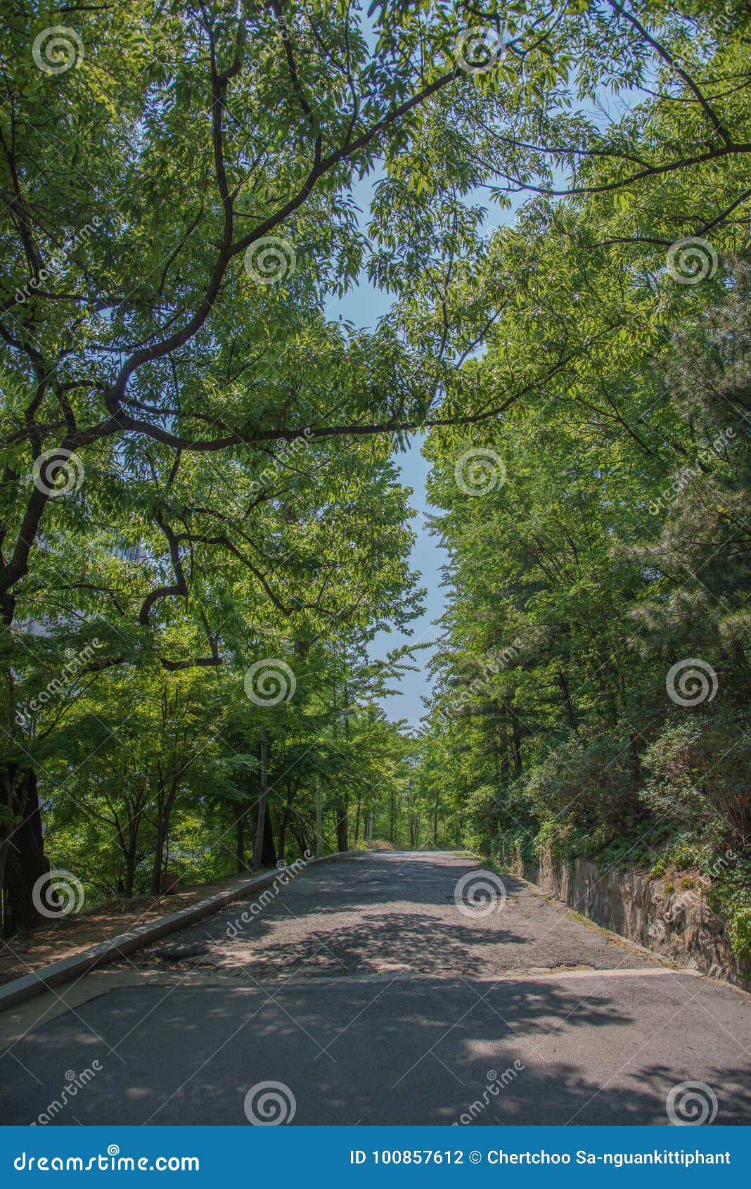 Tree way stock photo. Image of asia, seoul, ewha, womans - 100857612