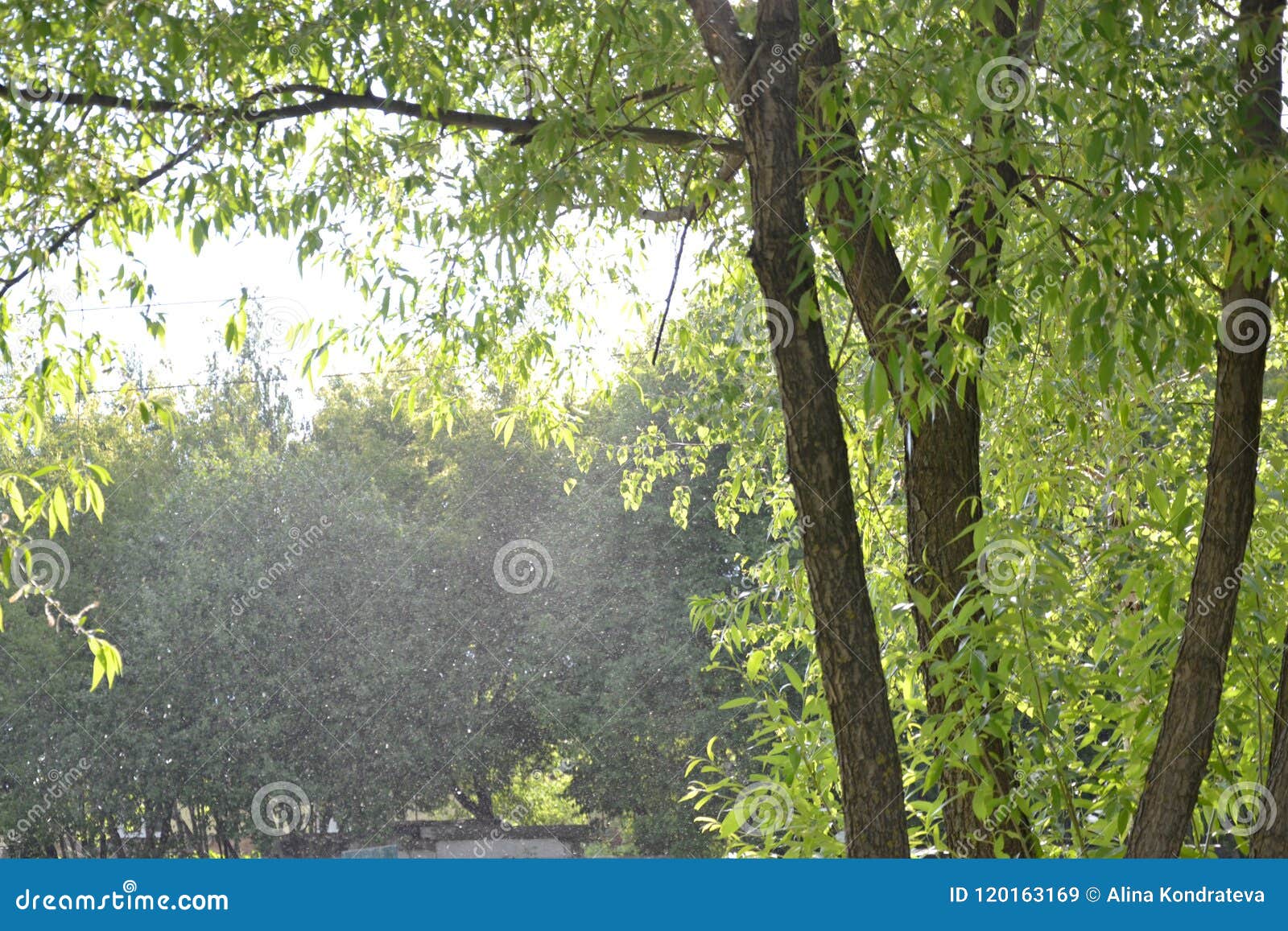 Tree Weeping Willow with Sun and Rain Stock Image - Image of trees ...