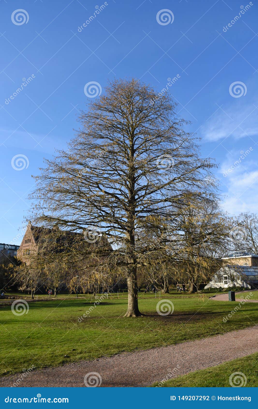 A tree stock photo. Image of garden, branch, leafless - 149207292