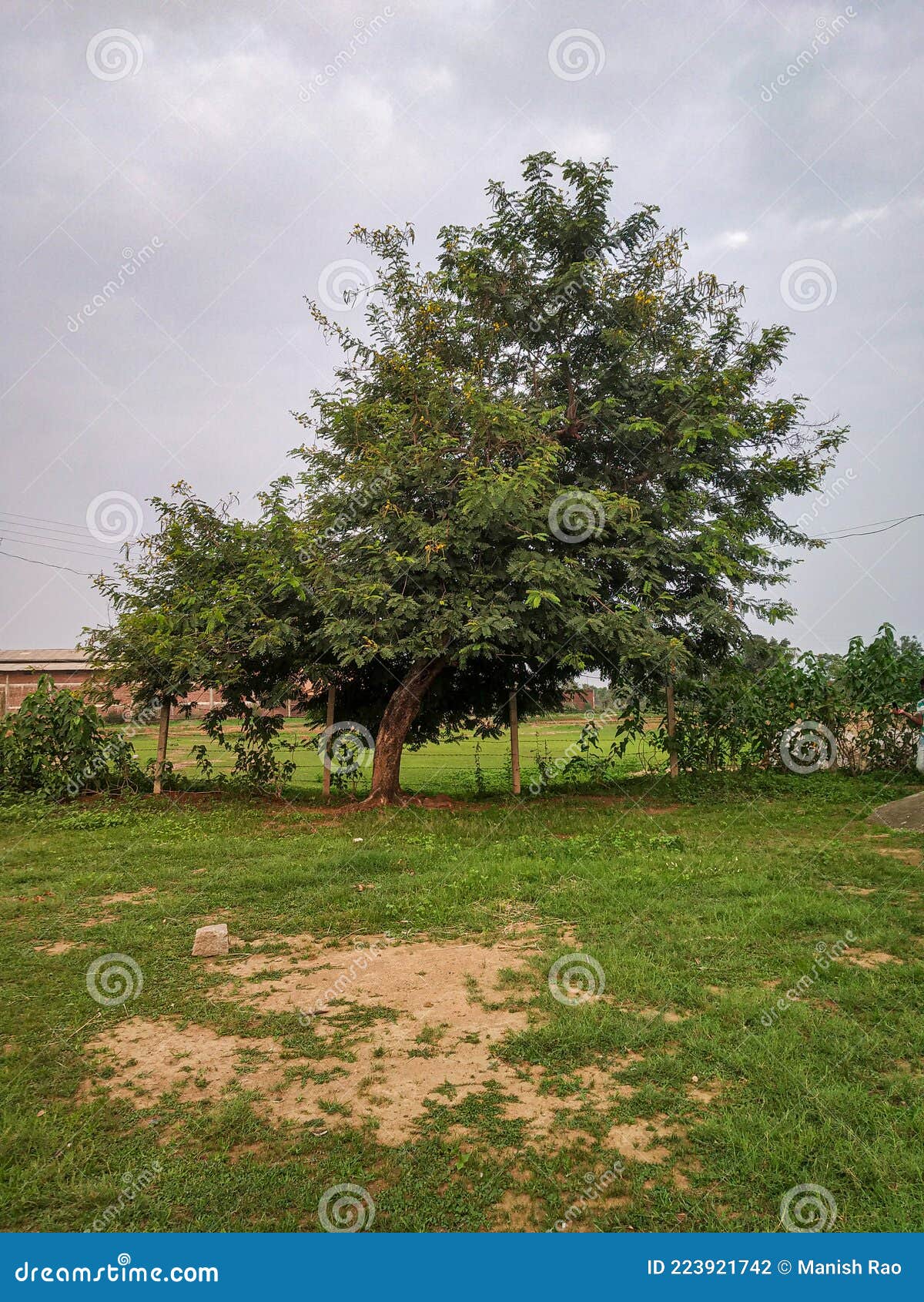 The Tree of the West Indian Elm. Stock Photo - Image of home ...