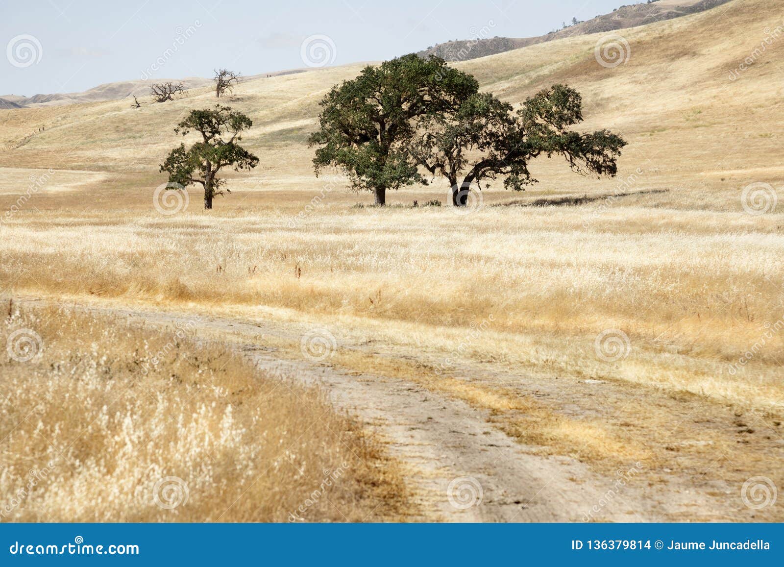 Tree in the western stock photo. Image of nature, field - 136379814