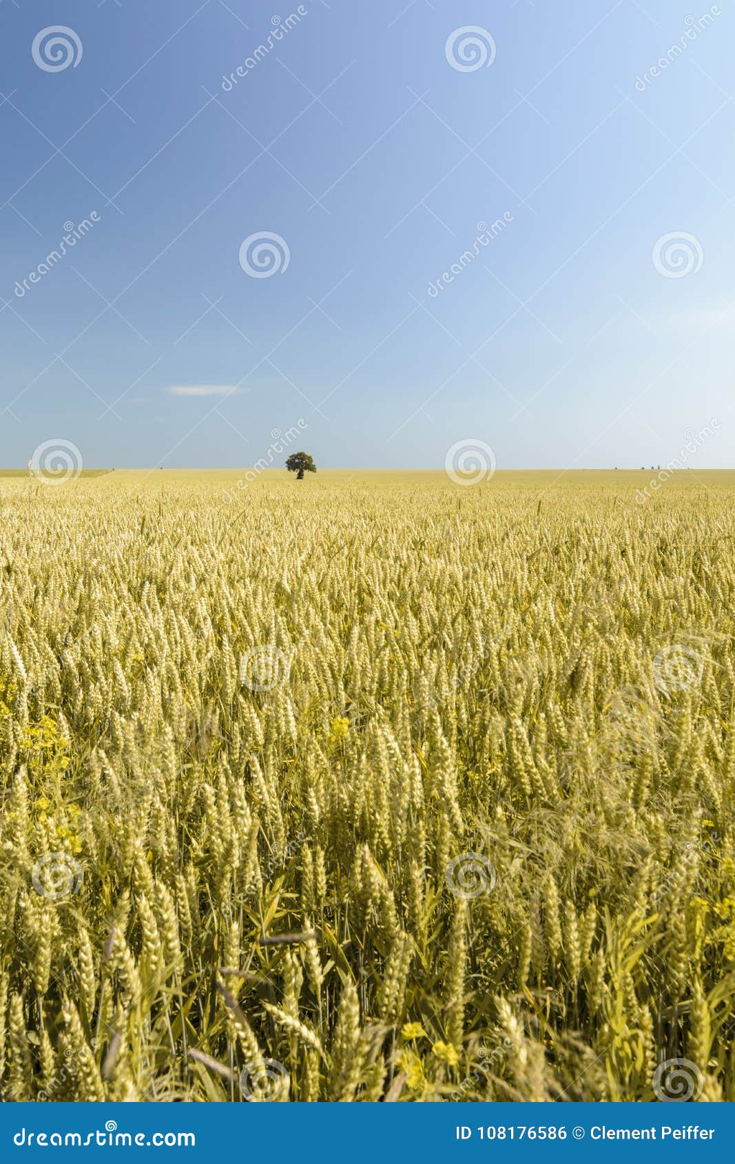 Tree in a Wheat field stock photo. Image of crop, country - 108176586