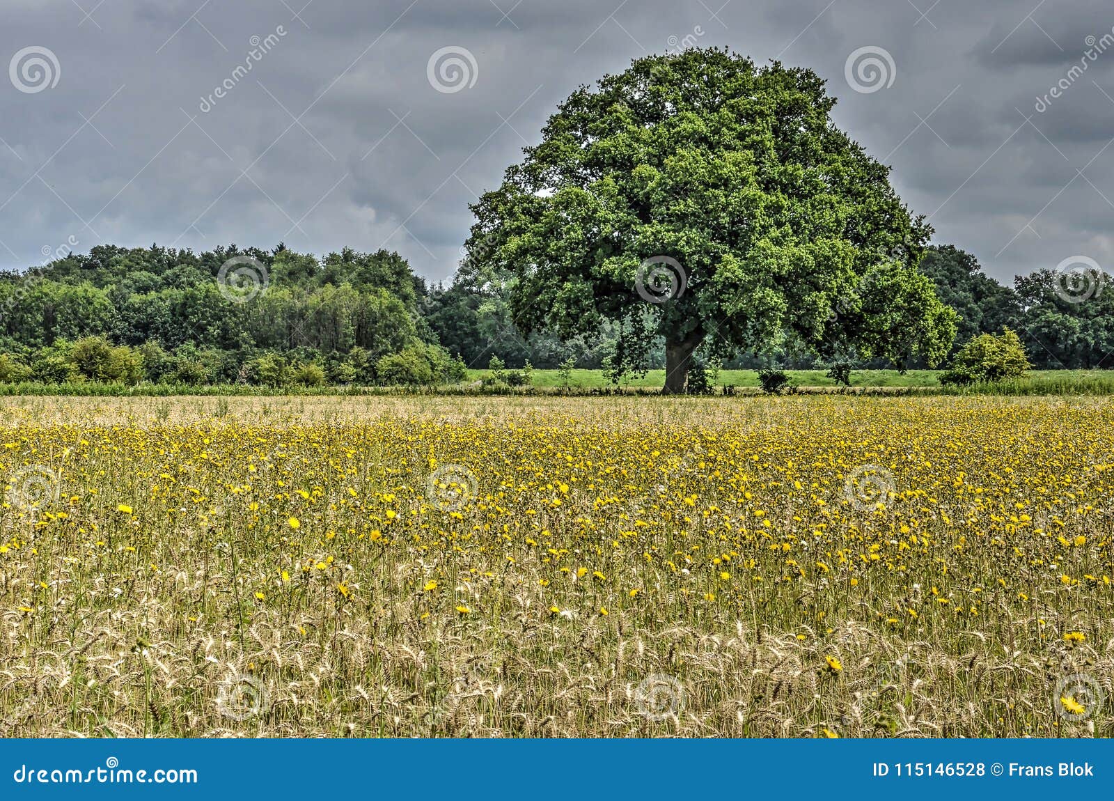 Tree in a wheatfield stock photo. Image of beautiful - 115146528