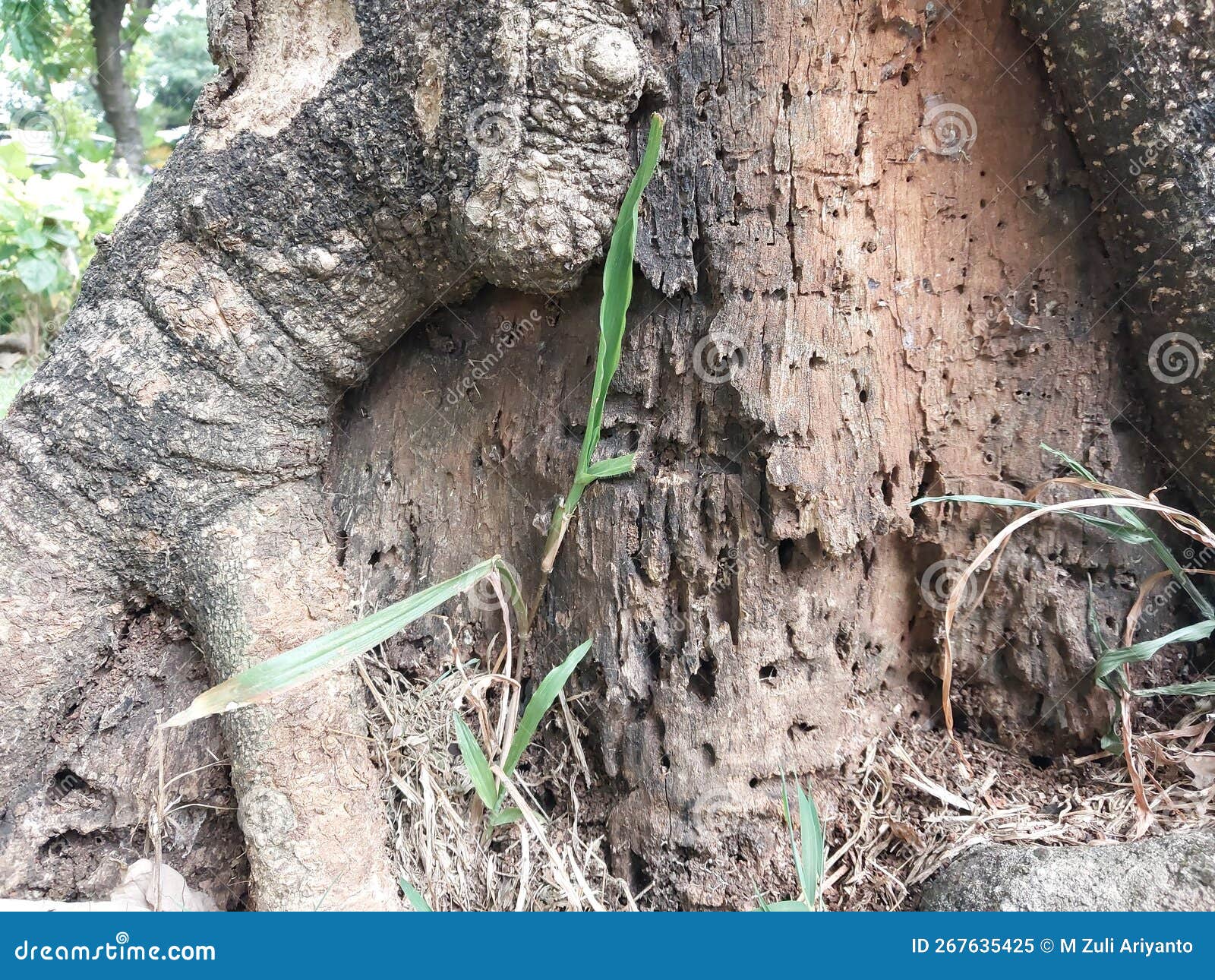 A Tree Where Black Ant Colonies Live Stock Image - Image of nature ...
