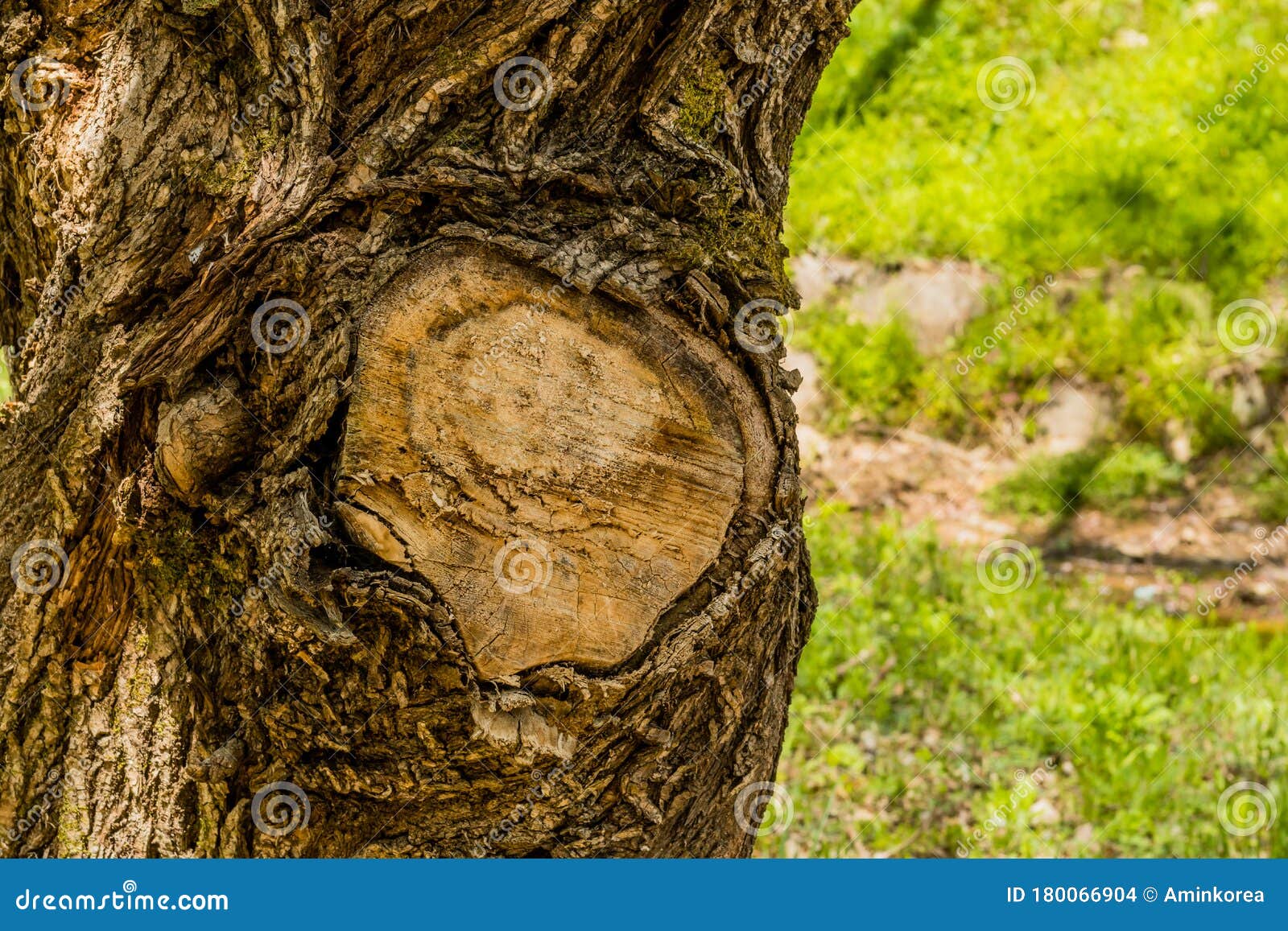Tree Where Branch Has Been Sawed Off Stock Photo - Image of bark ...