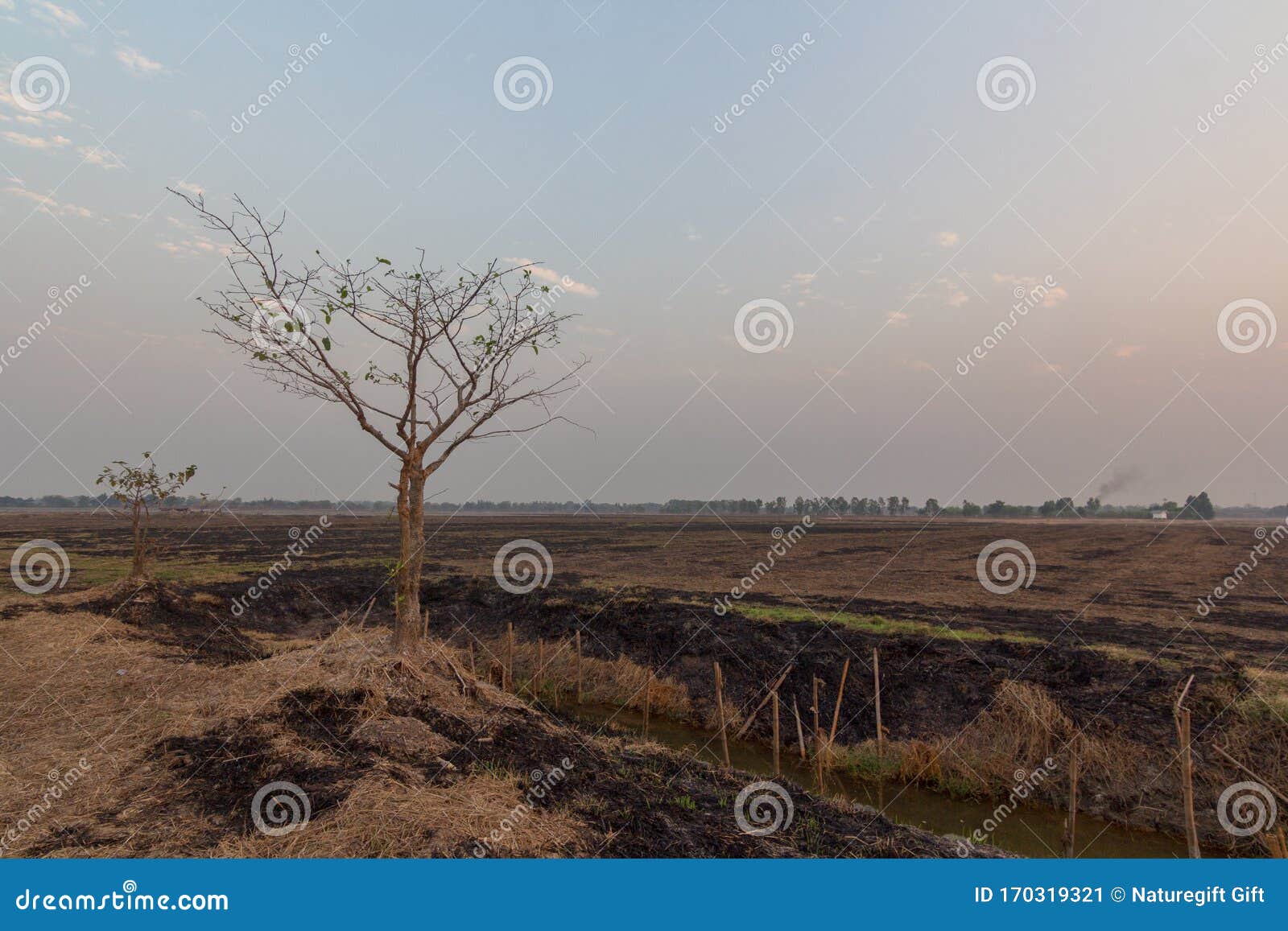Tree Where the Surrounding Area Been Burned Up Stock Image - Image of ...