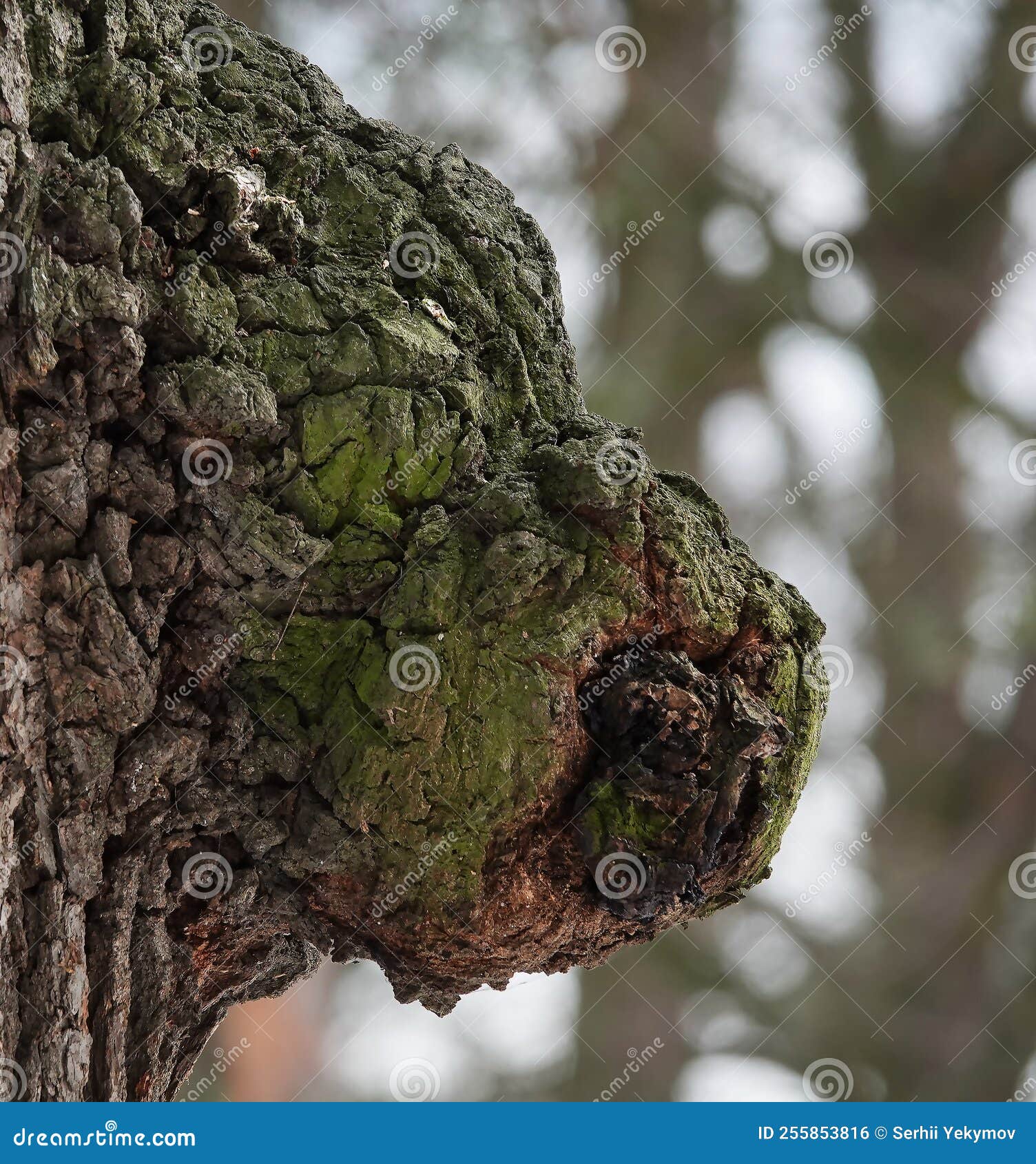 A tree with a boar face stock photo. Image of horror - 255853816