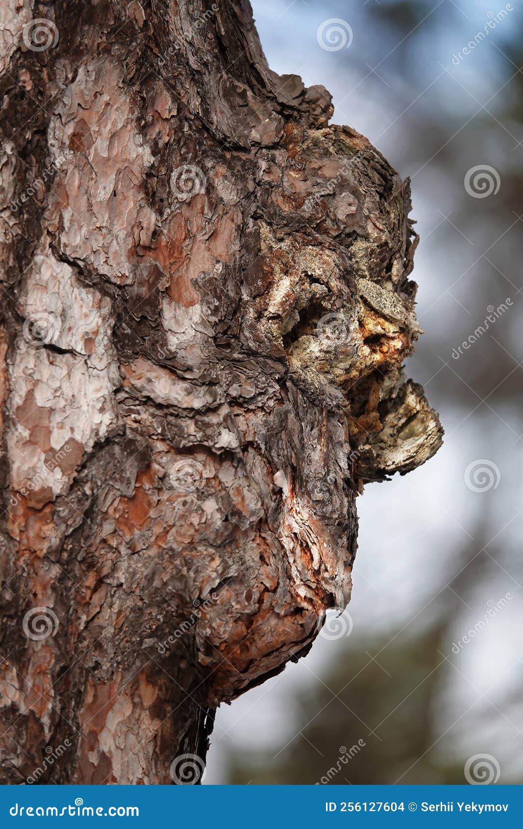 Tree with an Image of a Human Face and a Monkey S Face Stock Photo ...