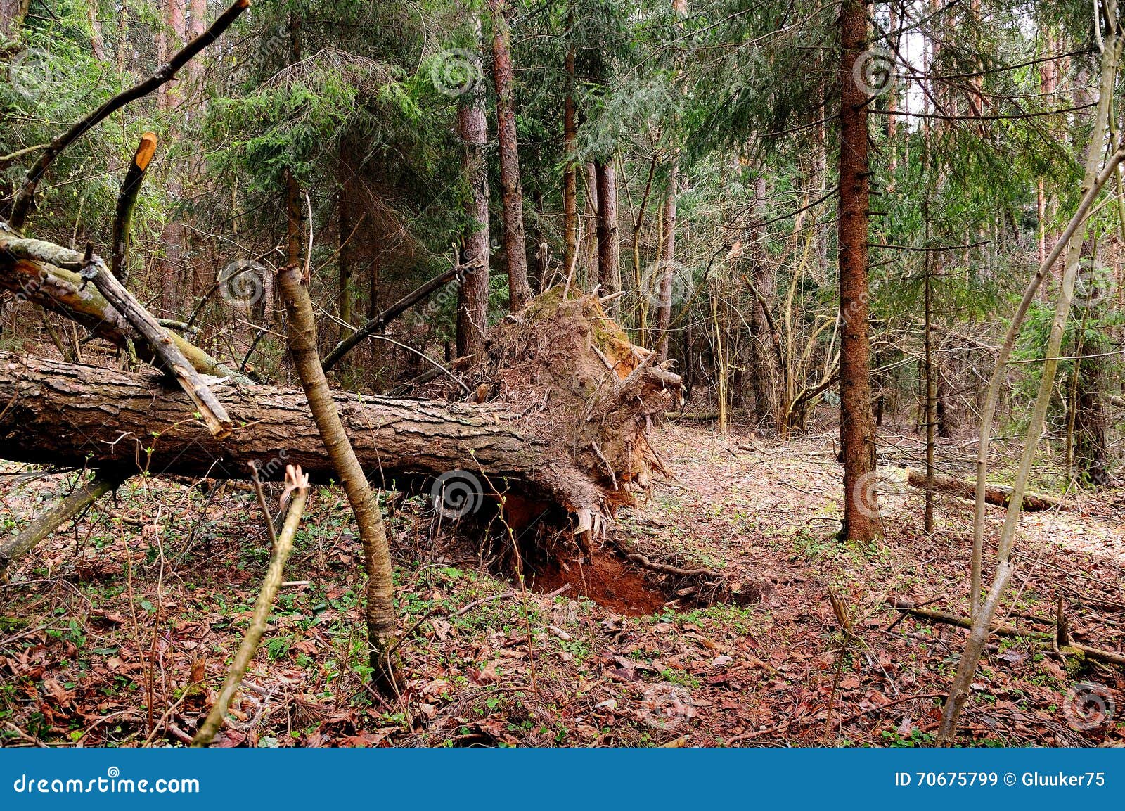Tree Which is Pulled Out with Roots in the Wood Stock Image - Image of ...