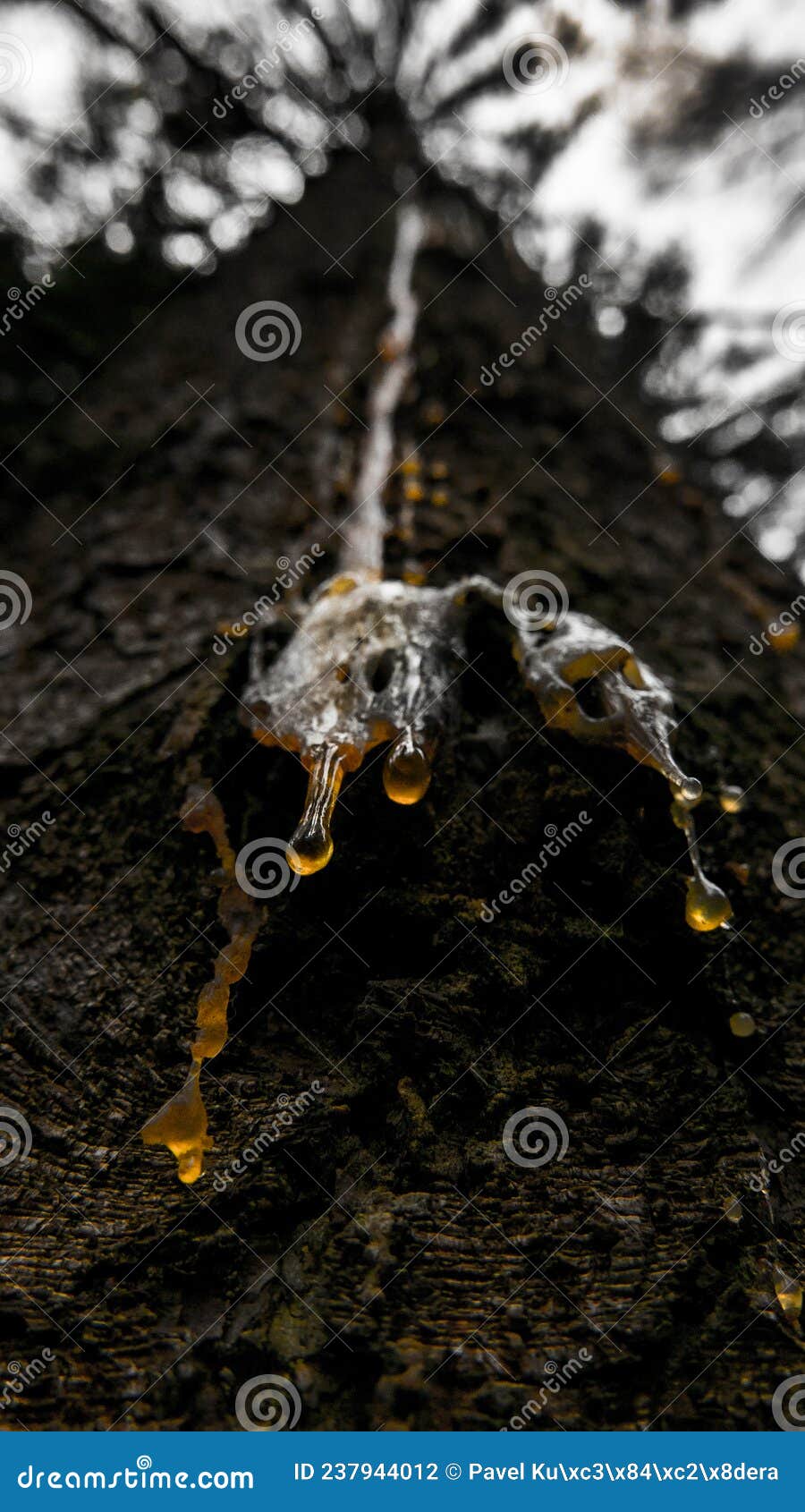 A Tree from Which Sap Flows Stock Photo - Image of nature, trees: 237944012