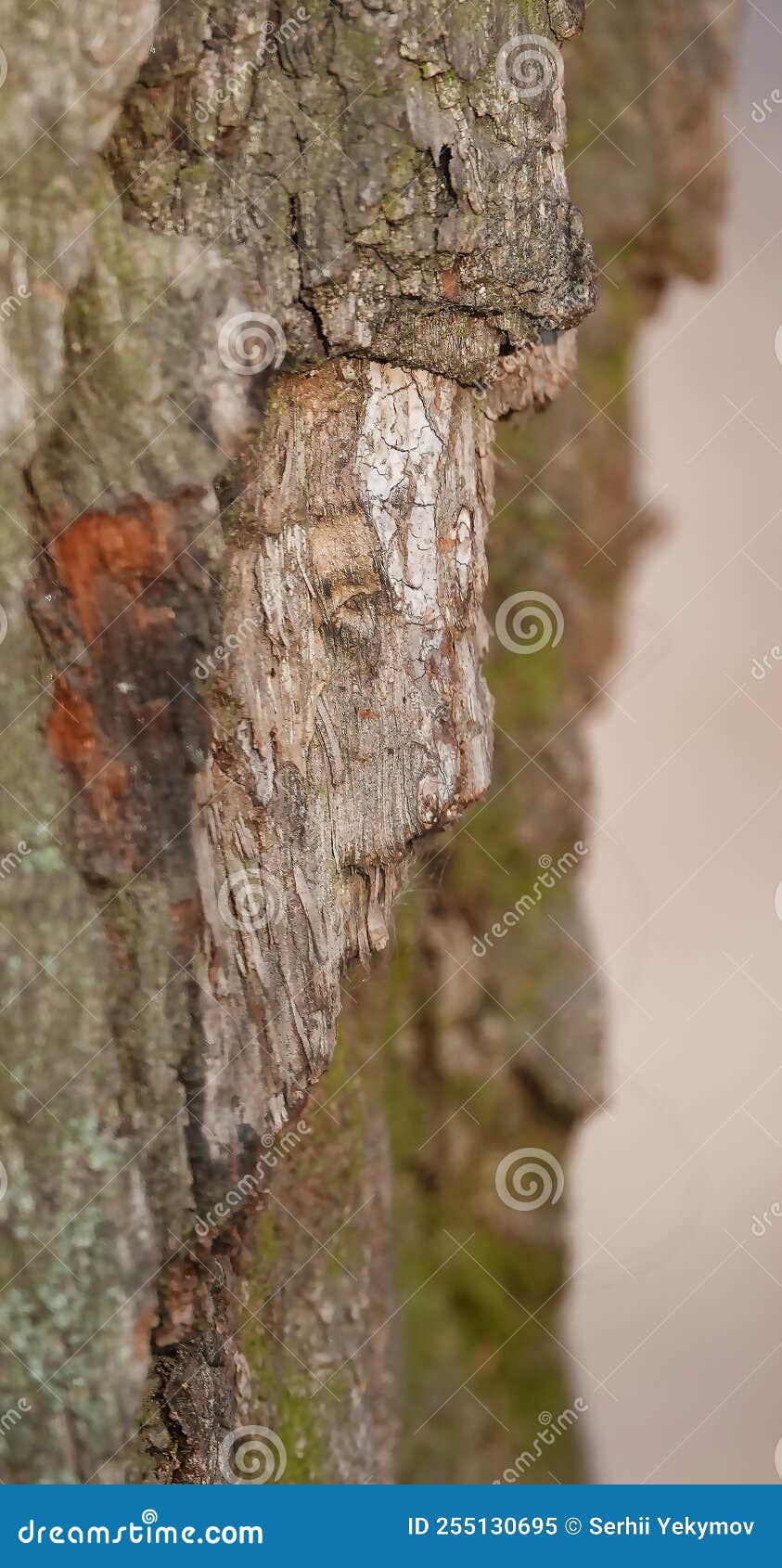Tree with a human face stock image. Image of guess, muzzle - 255130695