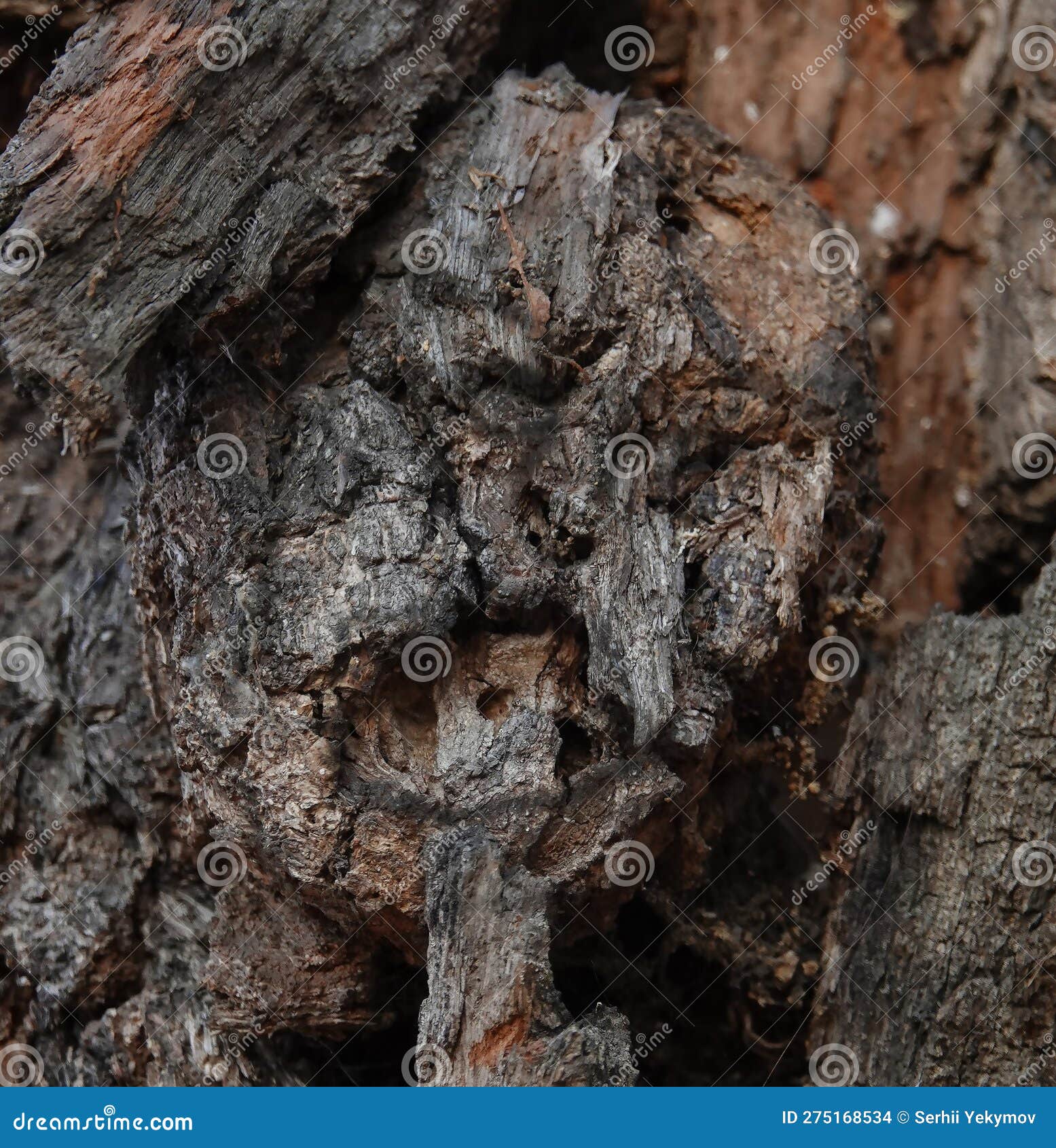 Tree with a human face stock photo. Image of devil, face - 275168534