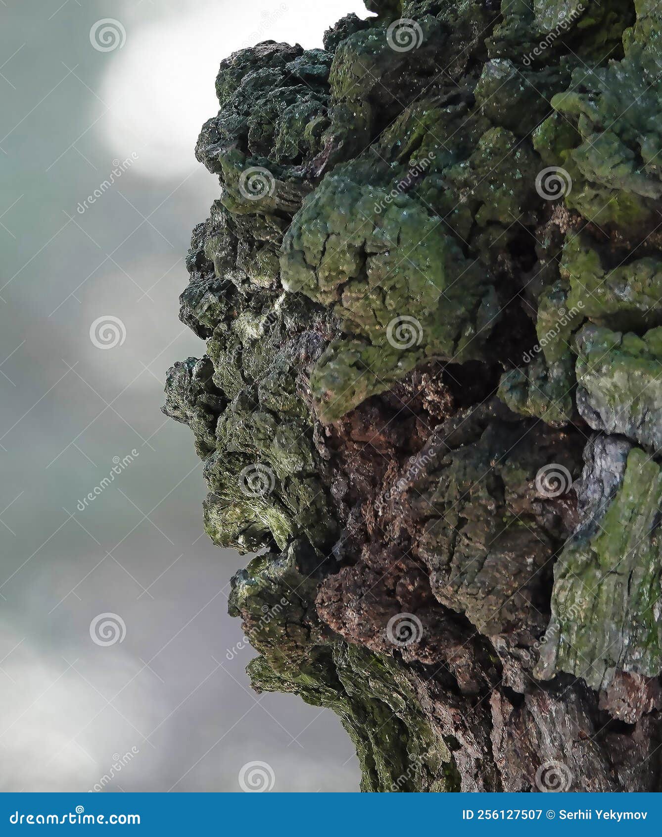 Tree with a human face stock image. Image of face, fantasy - 256127507