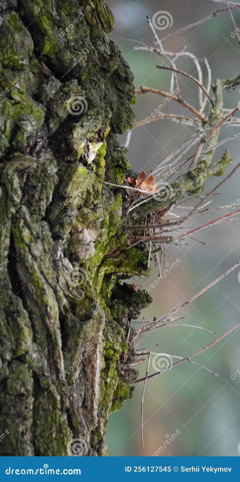 Tree with a human face stock image. Image of branches - 256127545