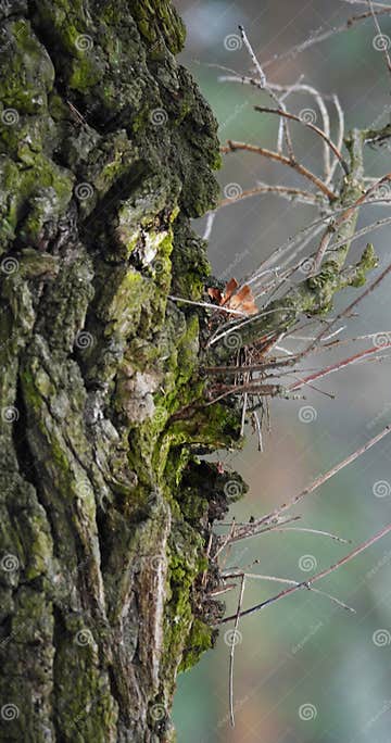 Tree with a human face stock image. Image of branches - 256127545