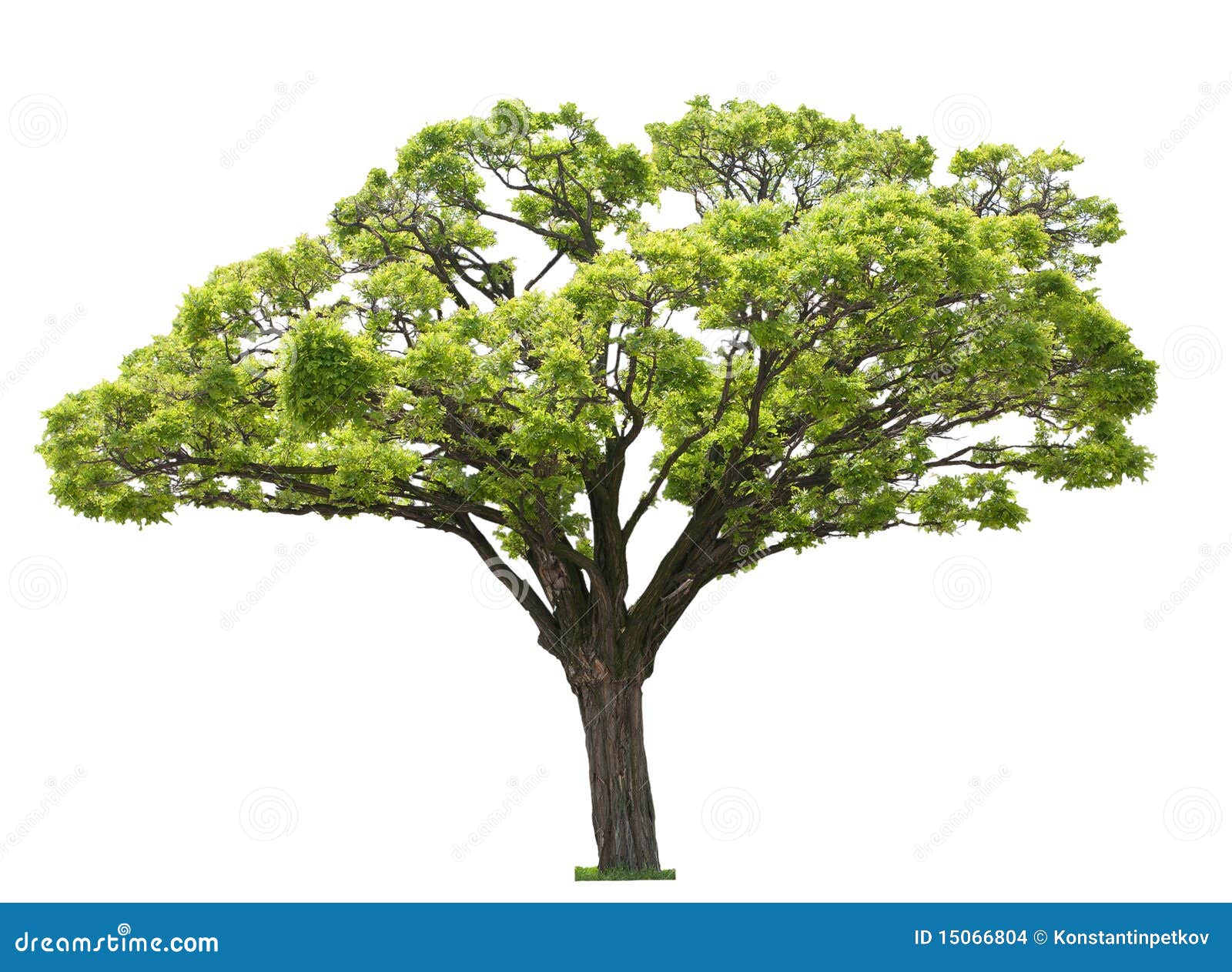 Tree on white stock photo. Image of trunk, lonely, plant - 15066804