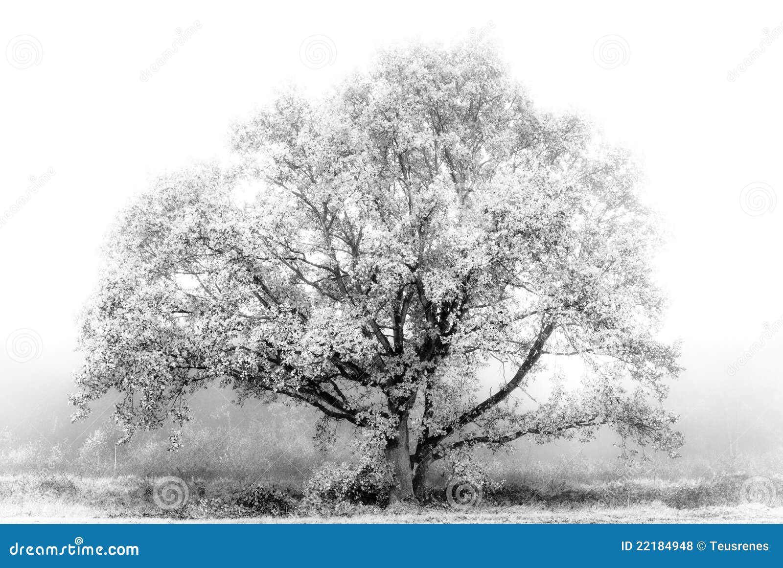 Tree in White stock photo. Image of highkey, large, leaves - 22184948