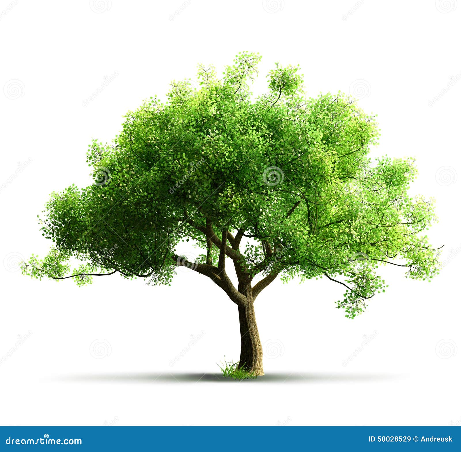Tree stock image. Illustration of nature, greenery, natural - 50028529