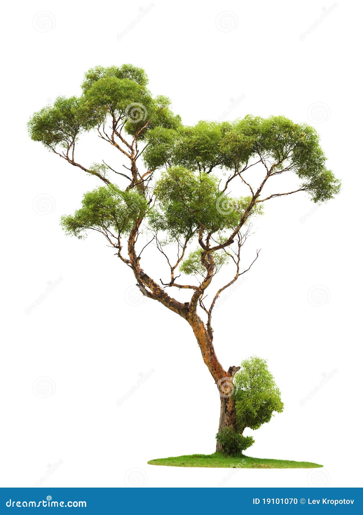 Tree on white background stock photo. Image of summer - 19101070