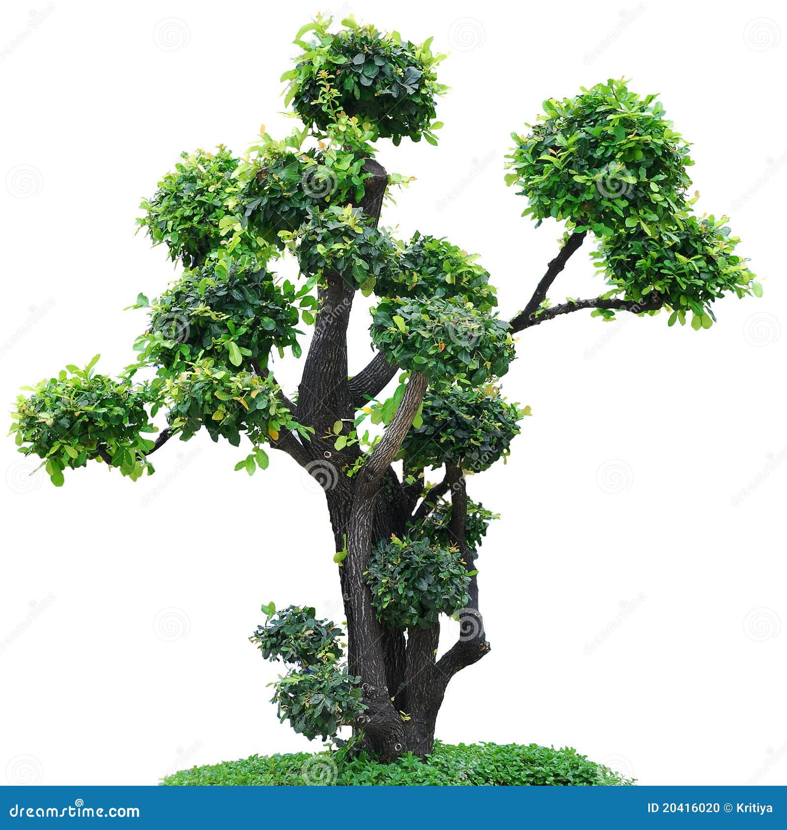 Tree on white background stock photo. Image of group - 20416020