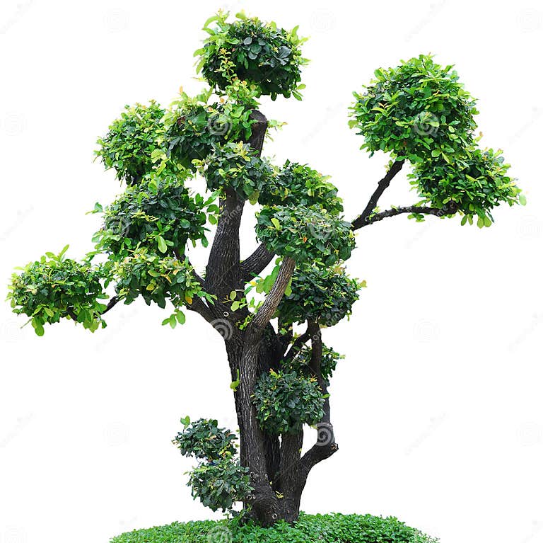 Tree on white background stock photo. Image of group - 20416020