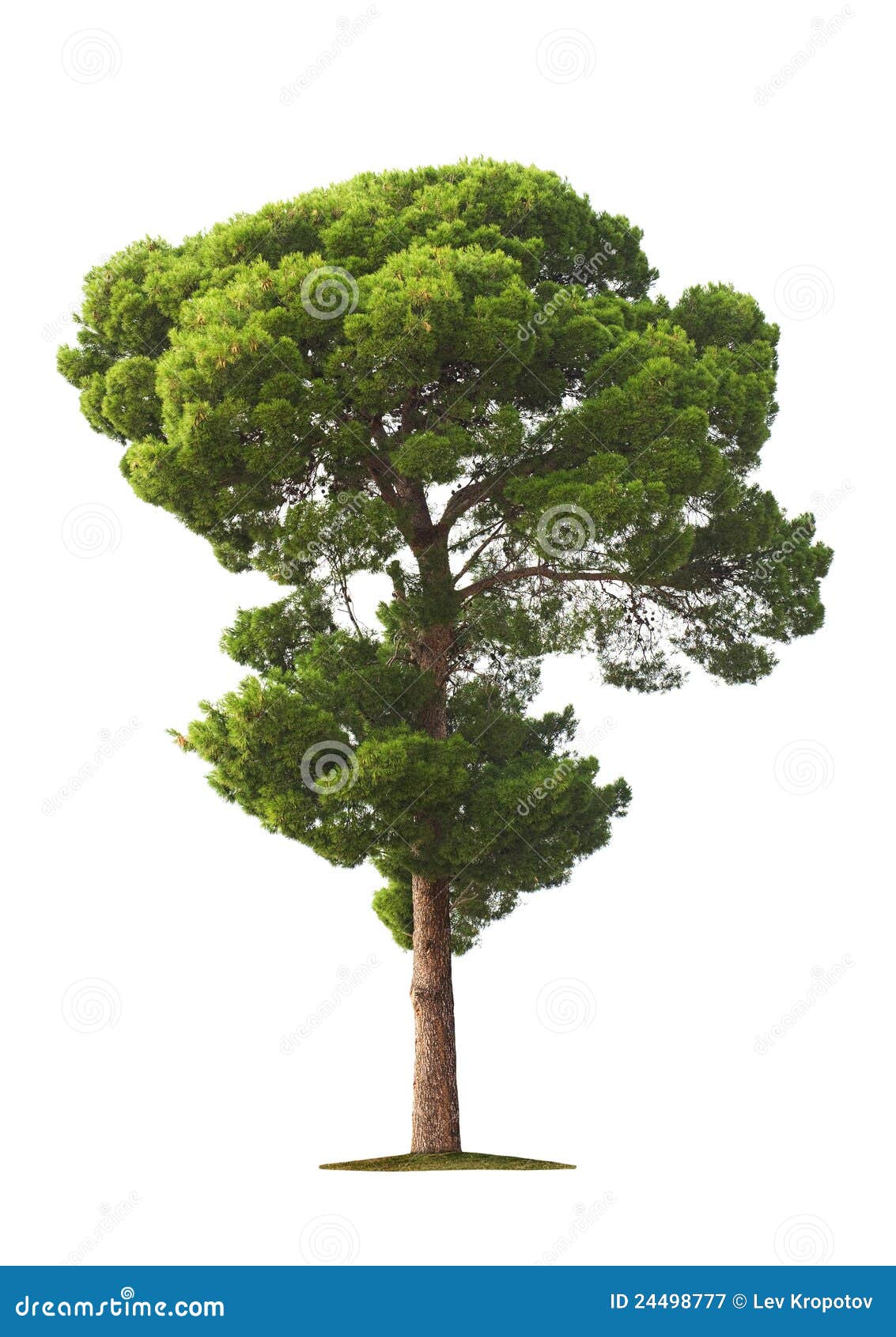Tree on white background stock image. Image of leafy - 24498777