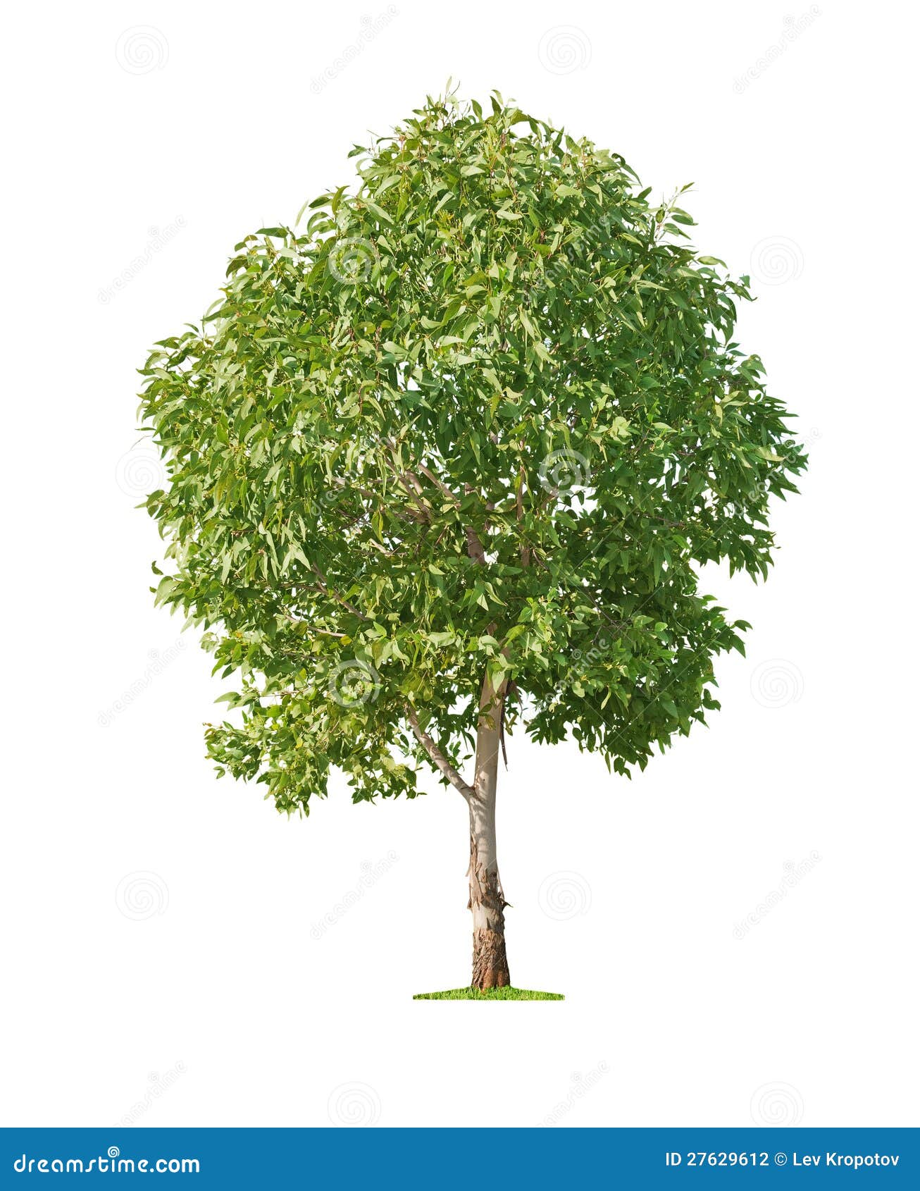 Tree on white background stock photo. Image of natural - 27629612