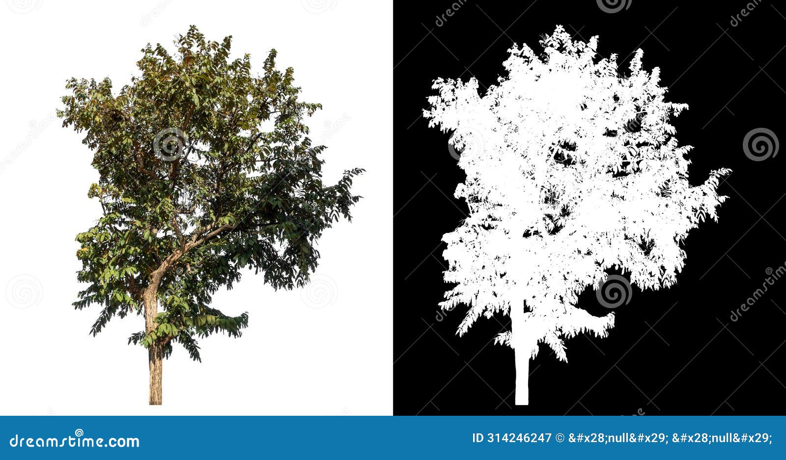 Tree on White Background with Clipping Path and Alpha Channel on Black Background . Stock Image ...
