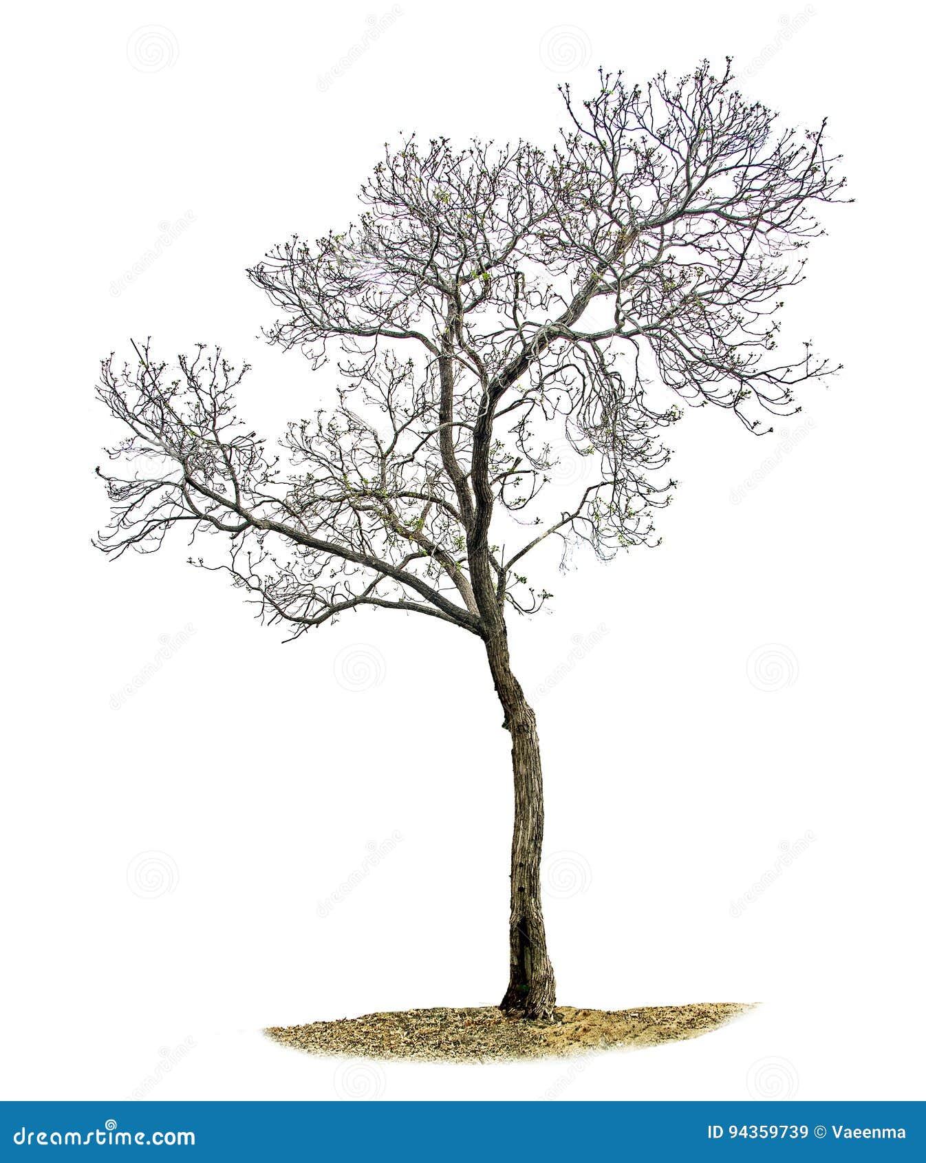 Tree on white background stock image. Image of closeup - 94359739