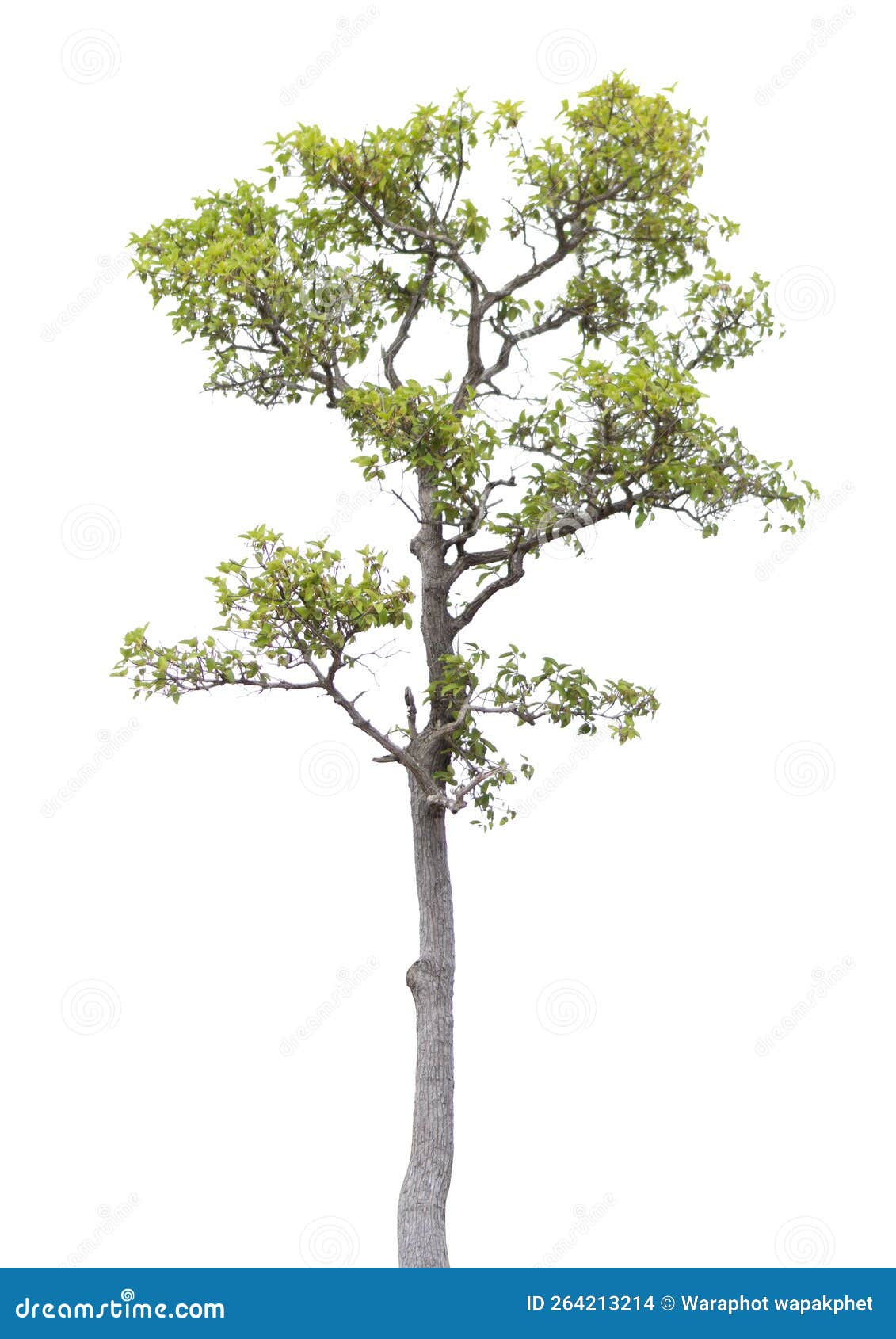 Tree on White Background Isolated Stock Photo - Image of background, leaf: 264213214