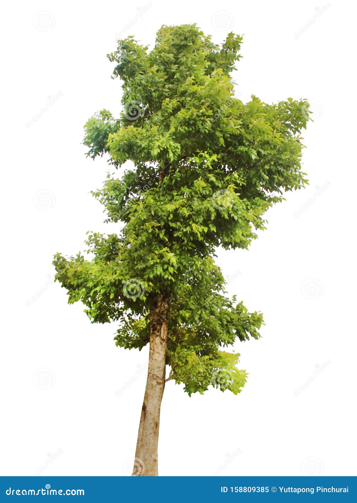 Tree on White Background. Nature. Photo Stock Illustration ...