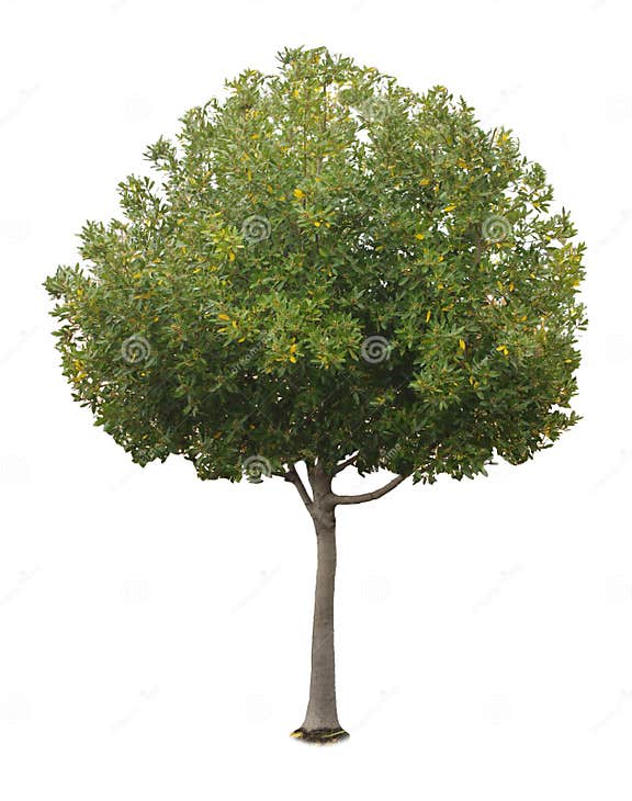 A Tree with a White Background No12 Stock Image - Image of branch ...