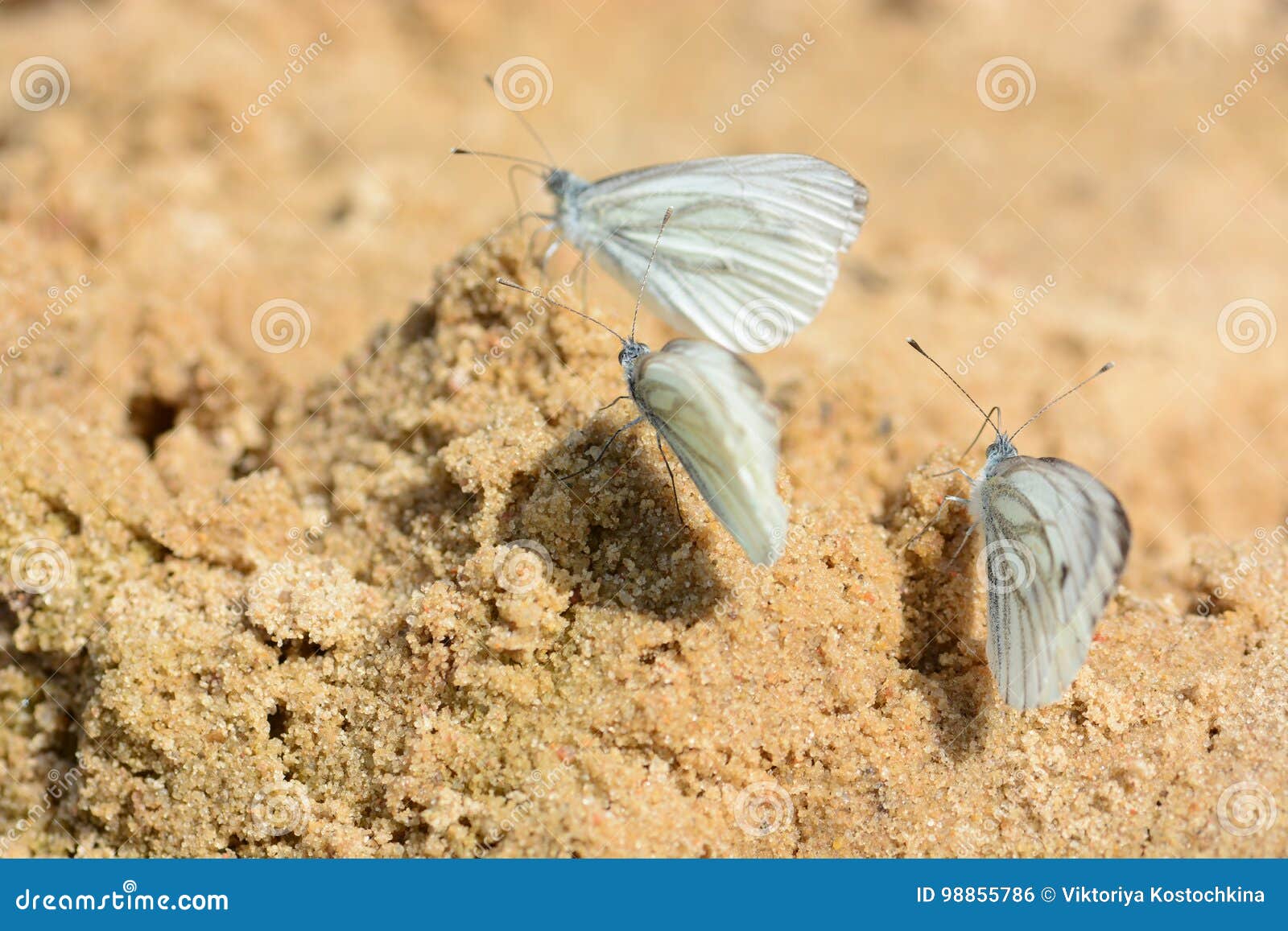 Tree white butterflies stock photo. Image of white, wing - 98855786