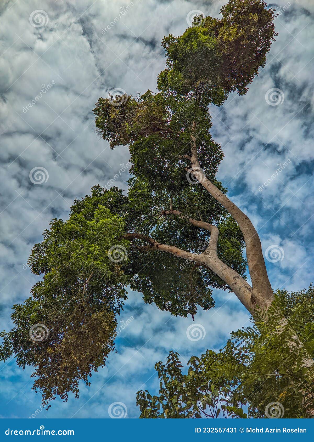 Tree and white cloud stock image. Image of tree, reflection - 232567431