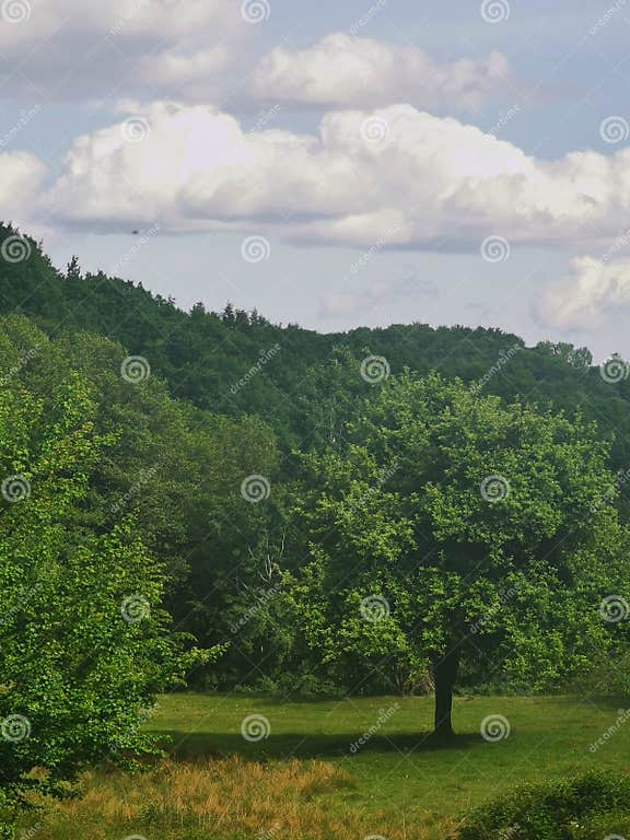 Tree with White Clouds in Nature Stock Image - Image of clouds, white ...