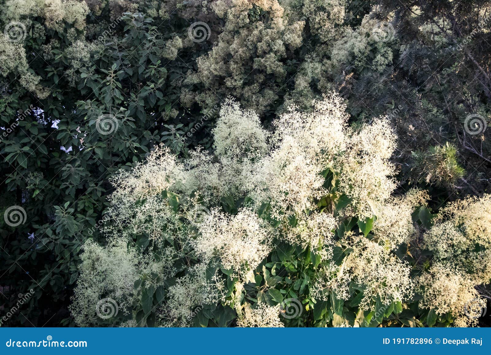 Tree with White Flower in Monsoon Stock Photo - Image of herb ...