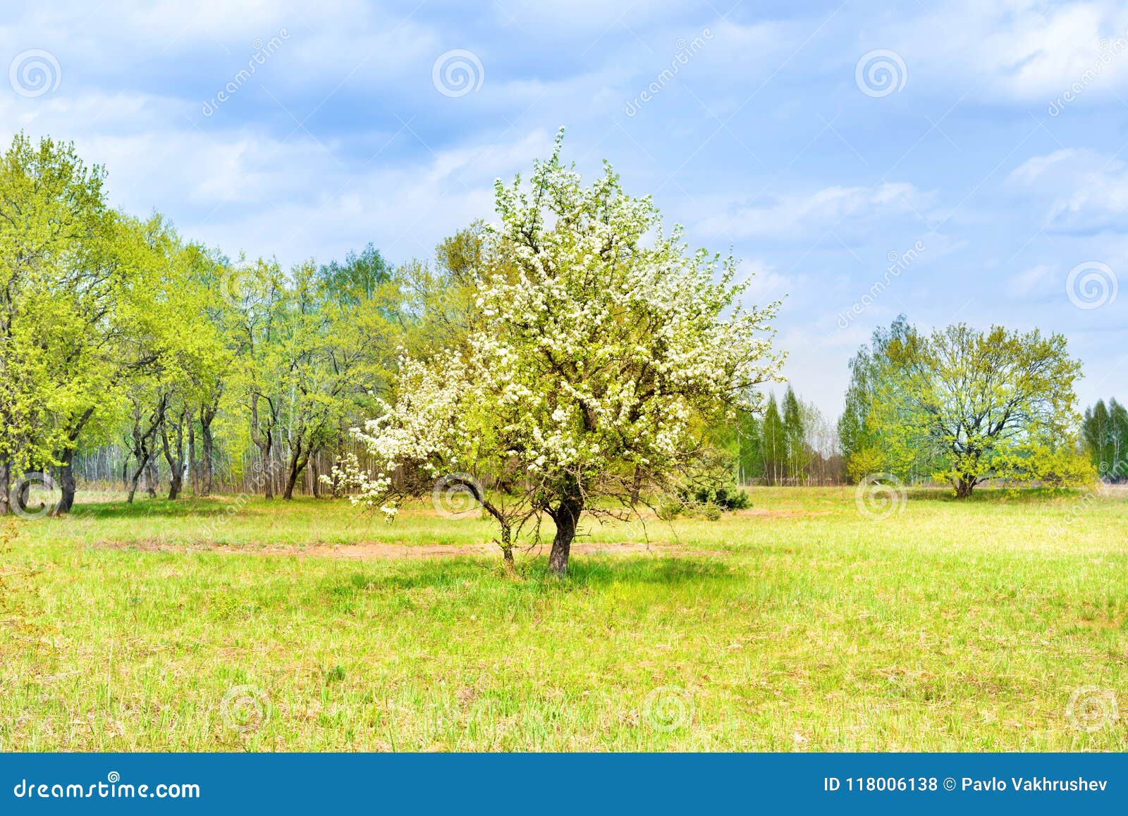 Tree in flowers on field stock photo. Image of leaf - 118006138