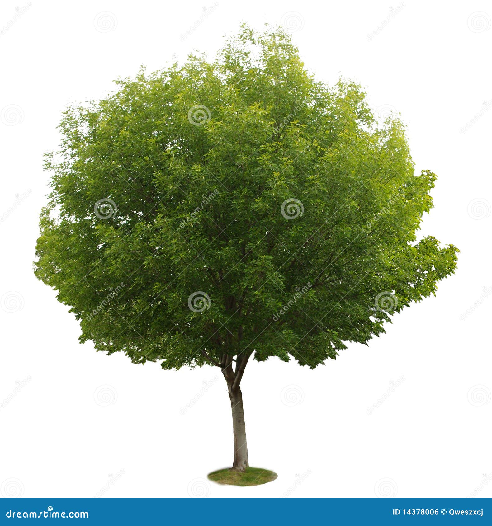 165 Bg Tree White Stock Photos - Free & Royalty-Free Stock Photos from ...