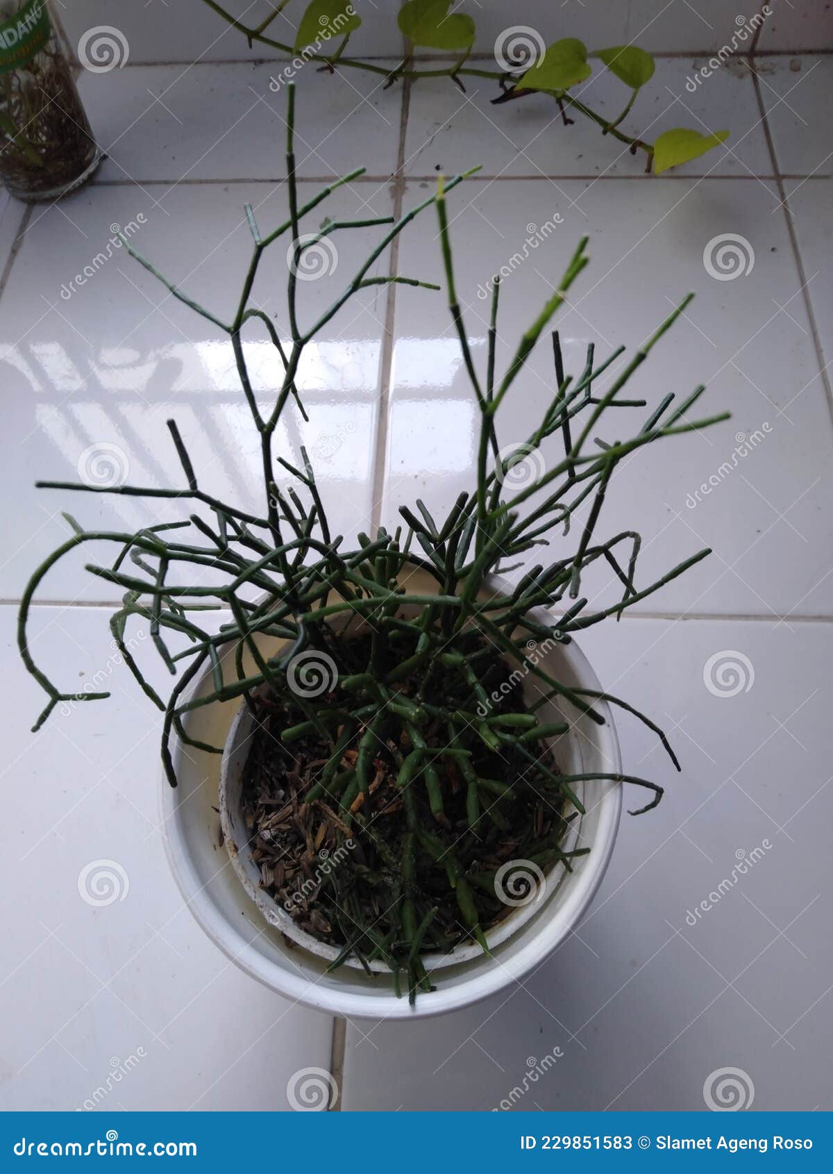 Tree in White Pot on the Floor Stock Image - Image of leaf, indoor ...