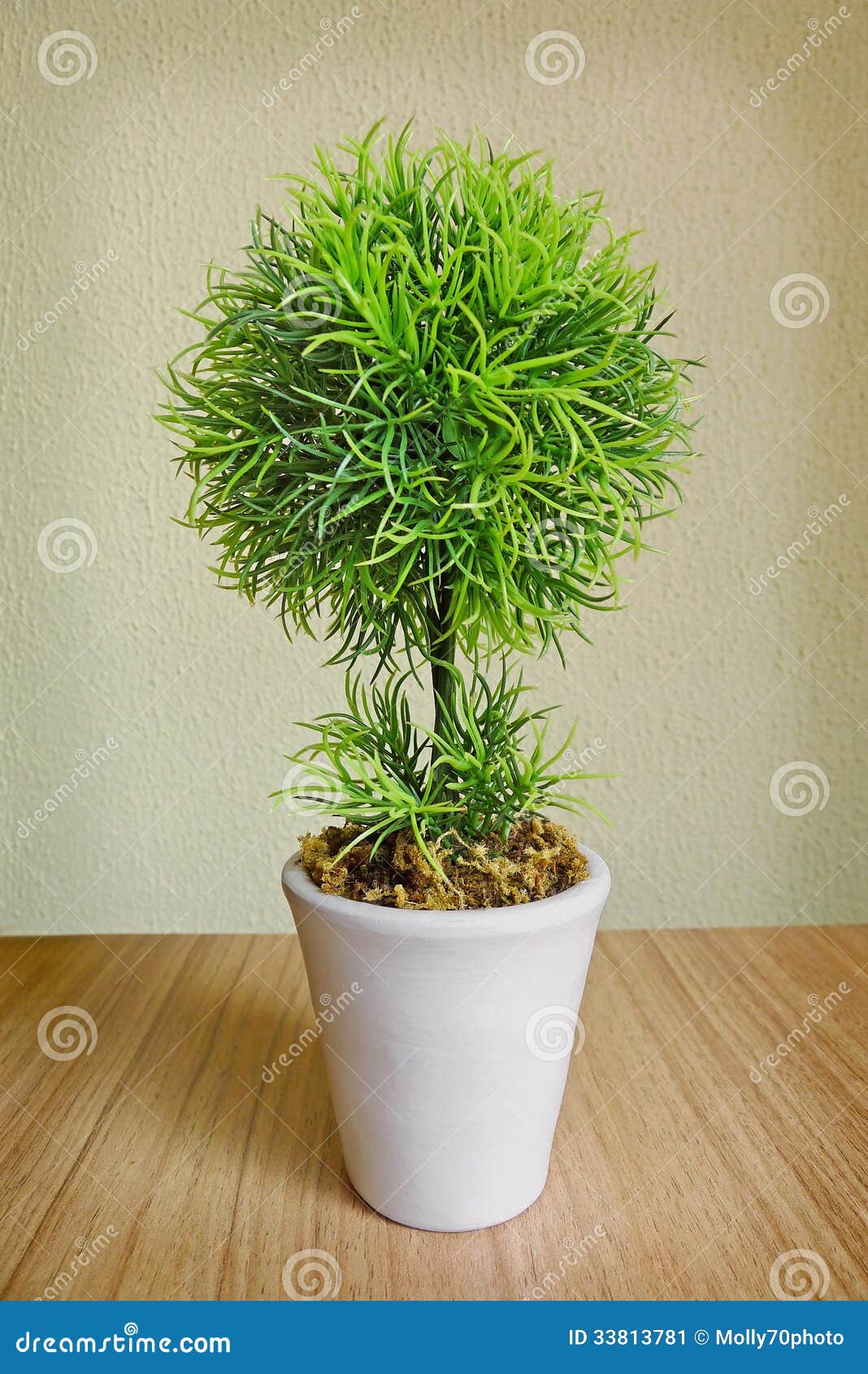 Tree in a white pot stock image. Image of growth, vintage - 33813781